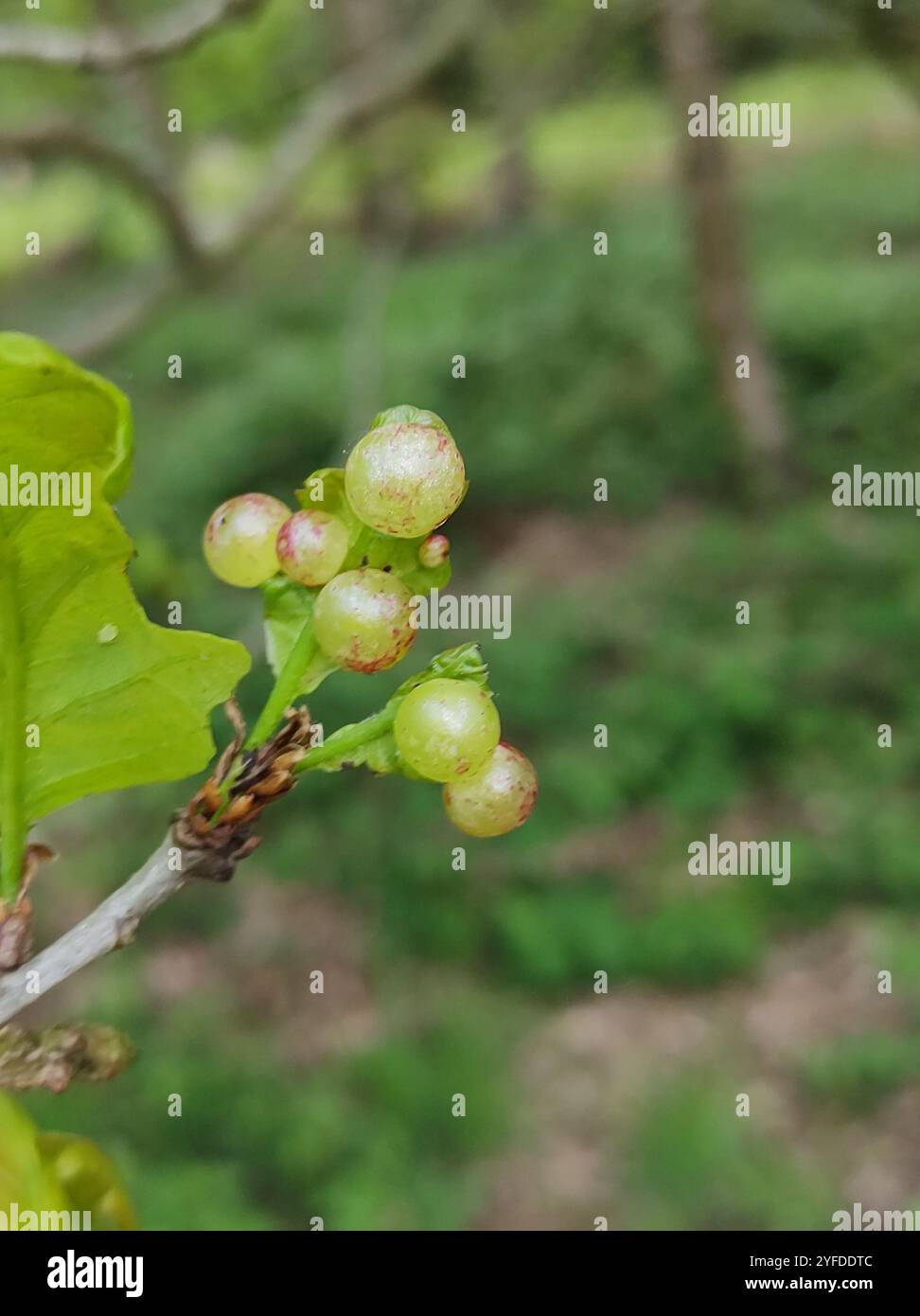 Common Spangle Gall Wasp (Neuroterus quercusbaccarum Stock Photo - Alamy
