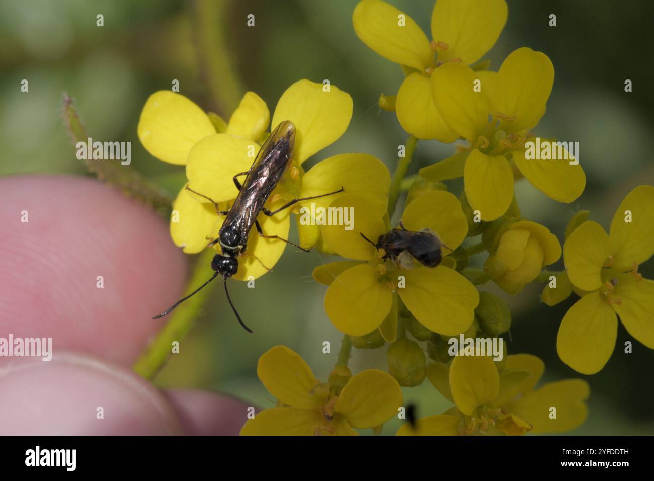Stem Sawflies (Cephidae Stock Photo - Alamy