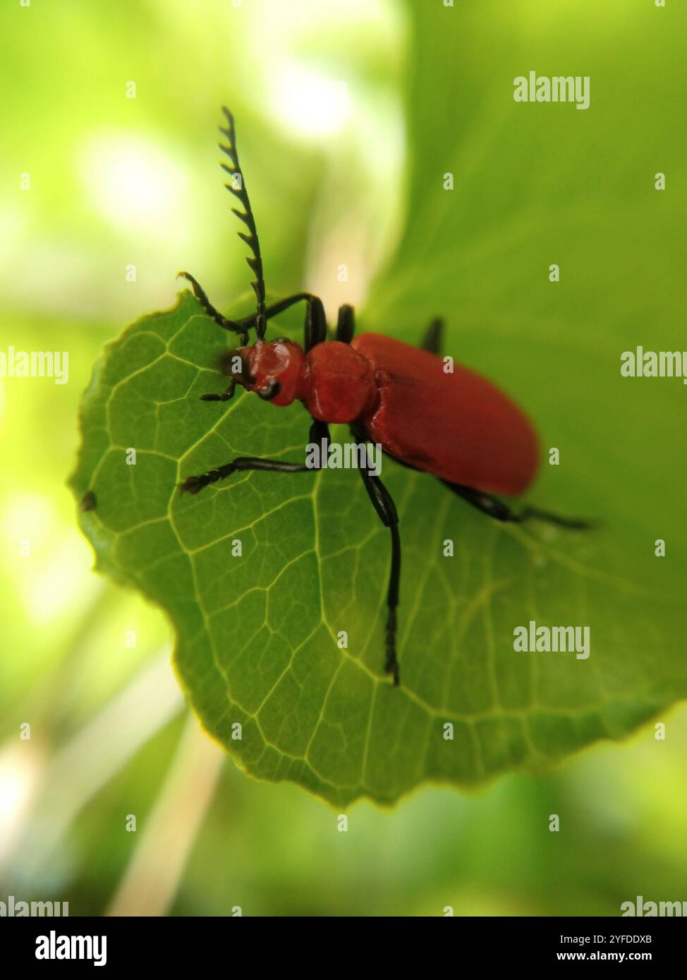 Common Cardinal Beetle (Pyrochroa serraticornis Stock Photo - Alamy