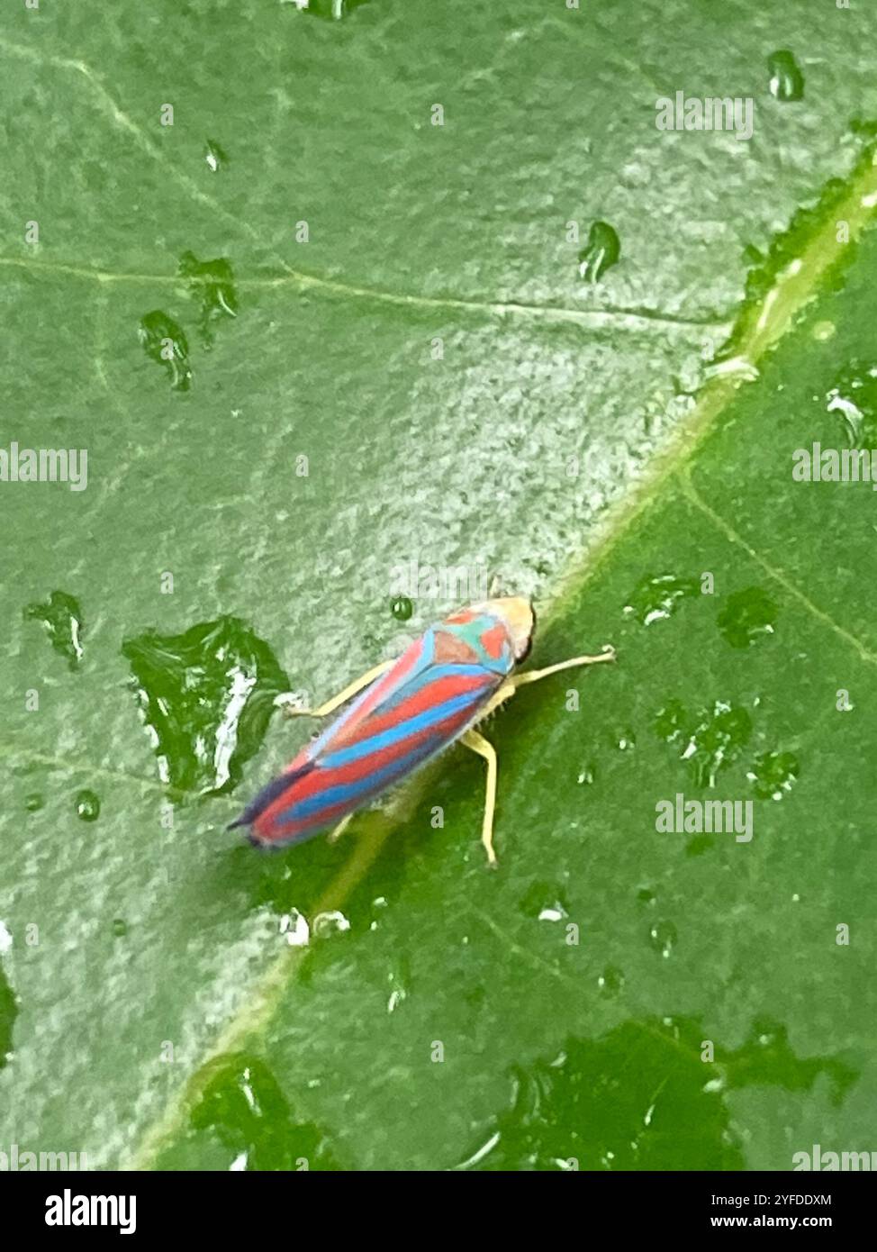 Red-banded Leafhopper (Graphocephala coccinea Stock Photo - Alamy