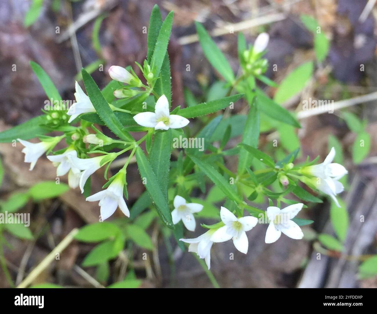 Long leaved houstonia hi-res stock photography and images - Alamy