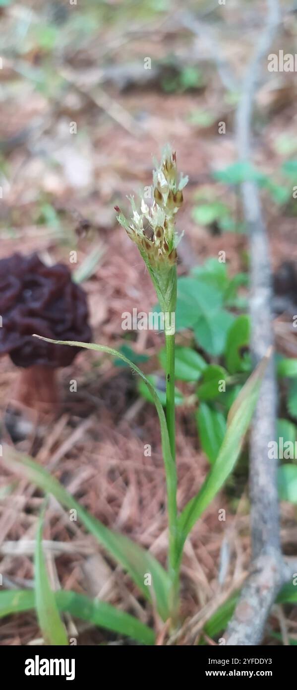 Hairy Woodrush (Luzula pilosa Stock Photo - Alamy