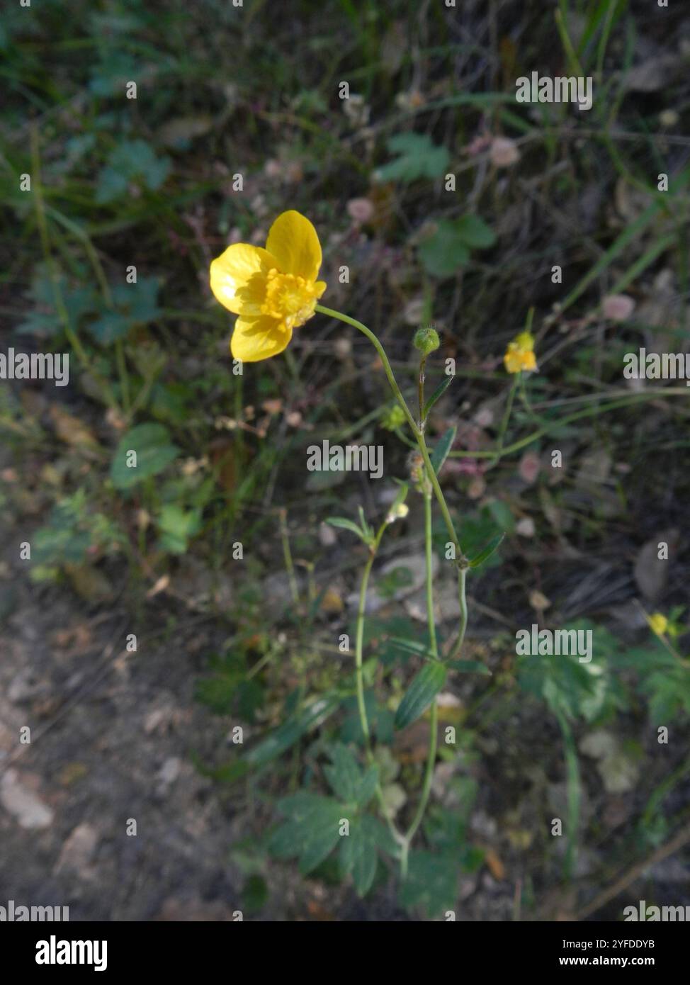 Western Buttercup (Ranunculus occidentalis Stock Photo - Alamy
