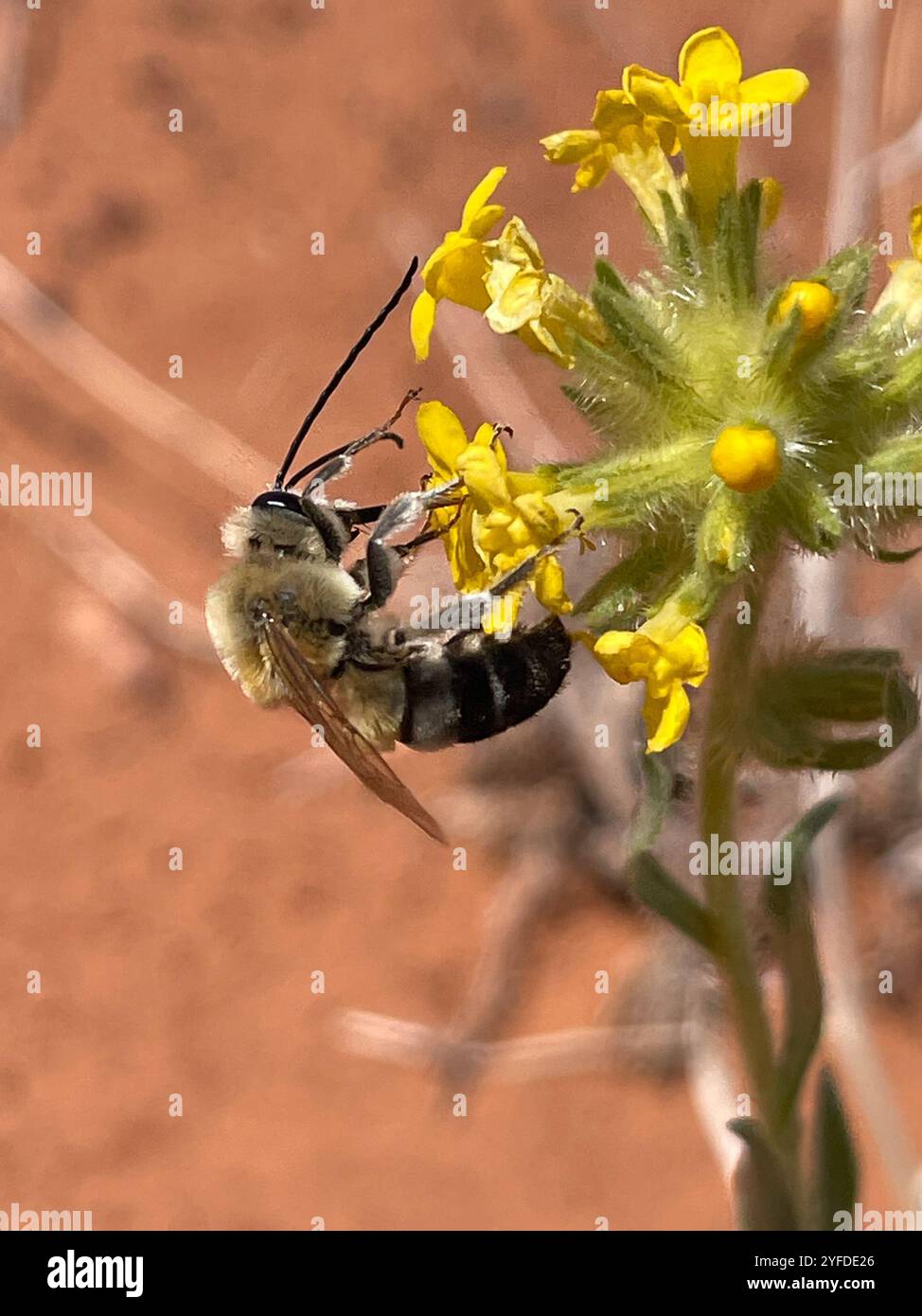Longhorn Bees (Eucerini Stock Photo - Alamy