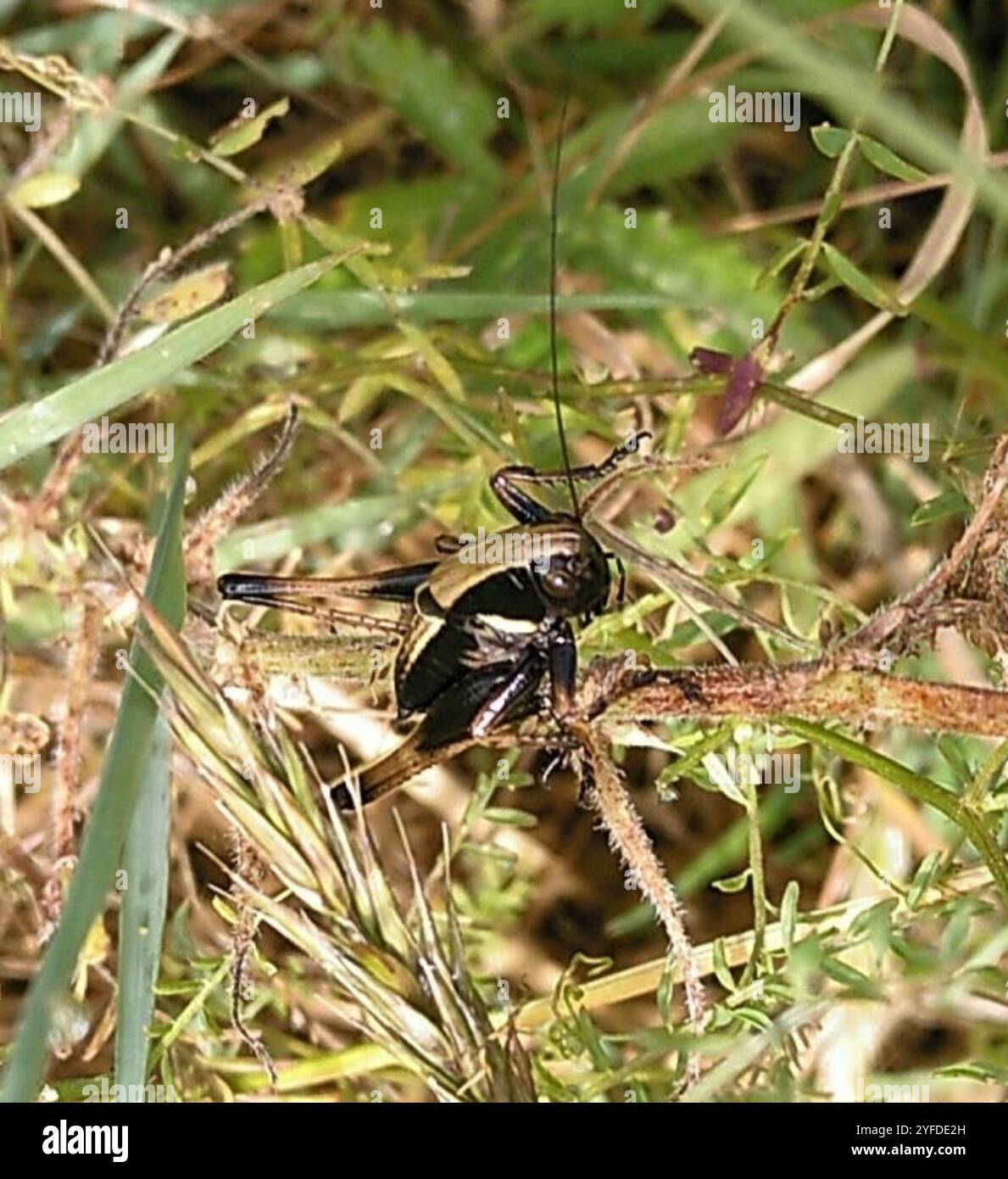 Basque Wide-winged Bush-cricket (Zeuneriana abbreviata Stock Photo - Alamy