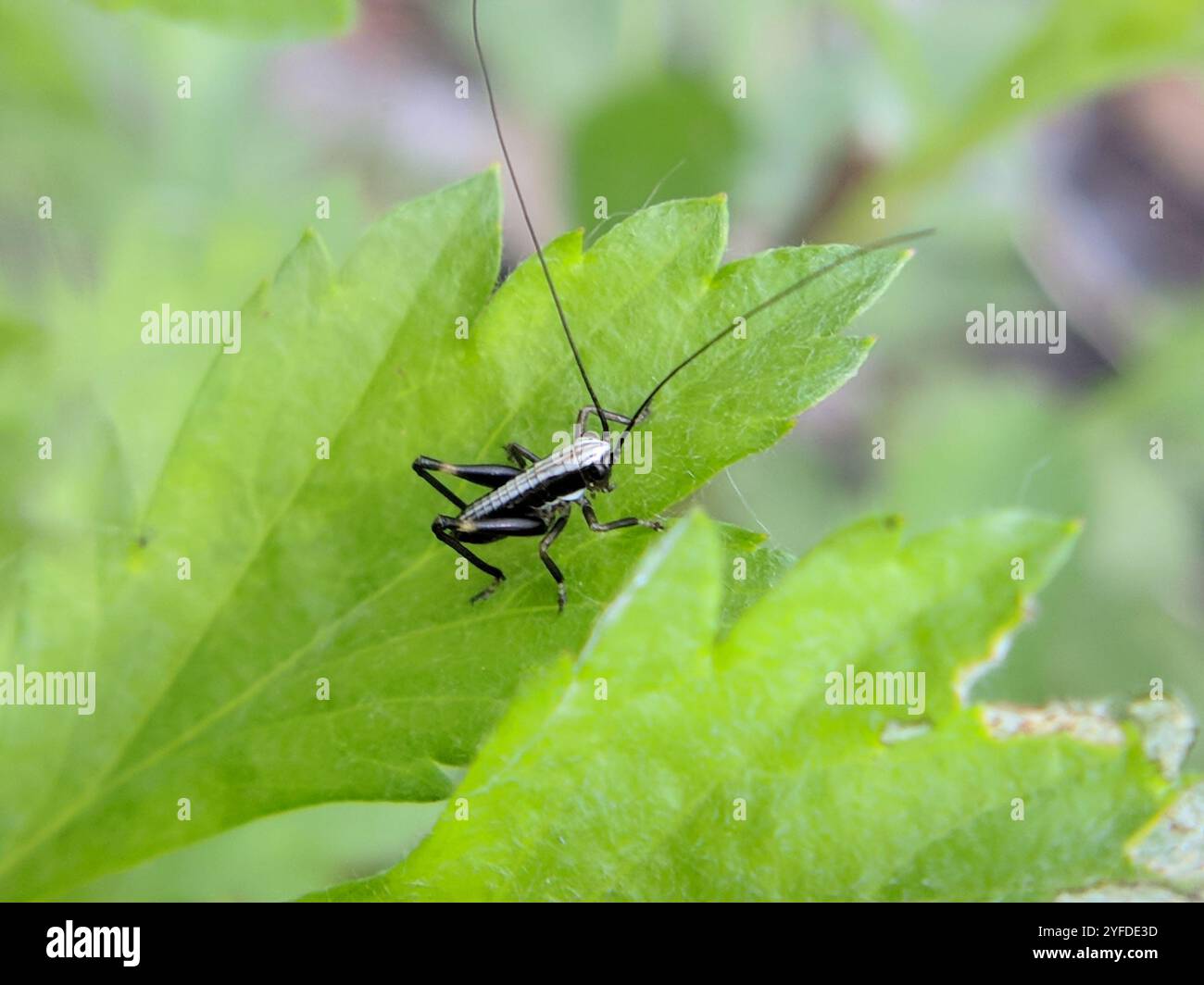 Shieldback hi-res stock photography and images - Alamy
