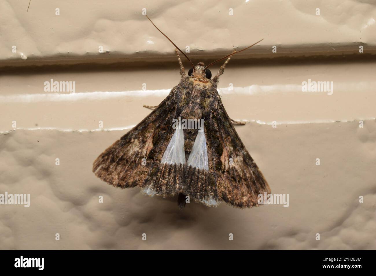 The Sorcerer (Aedia leucomelas Stock Photo - Alamy