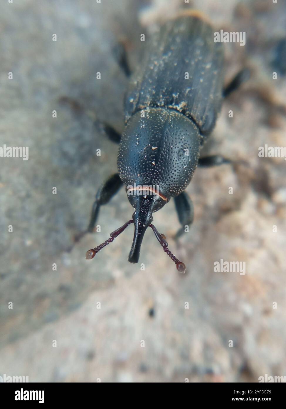 Billbug Weevils (Sphenophorus Stock Photo - Alamy