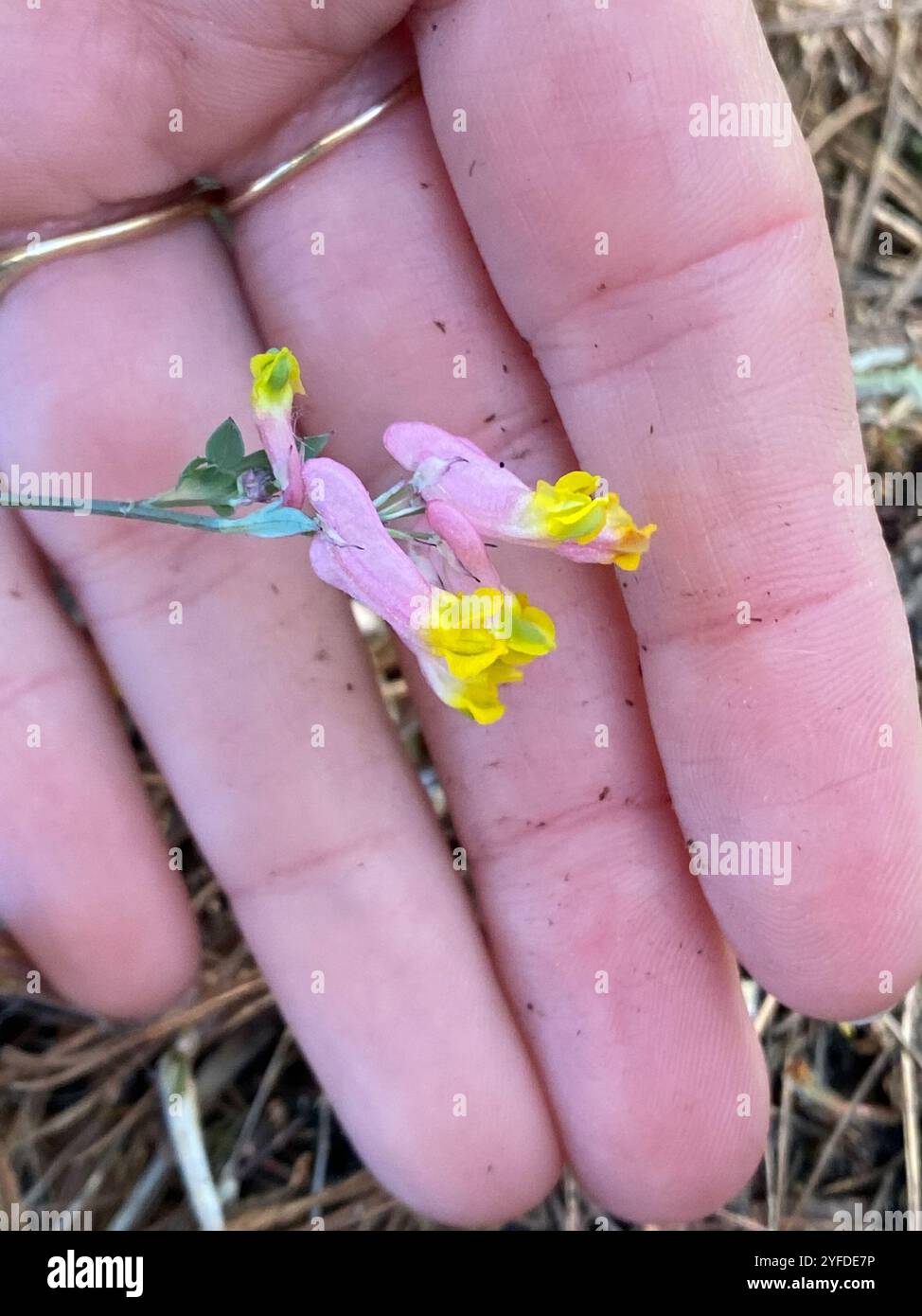 rock harlequin (Capnoides sempervirens Stock Photo - Alamy