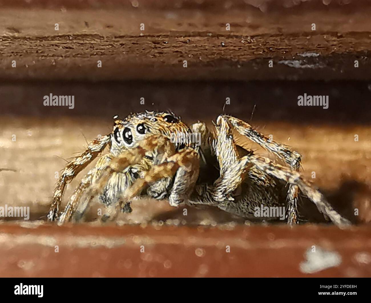 Attulus pubescens hi-res stock photography and images - Alamy