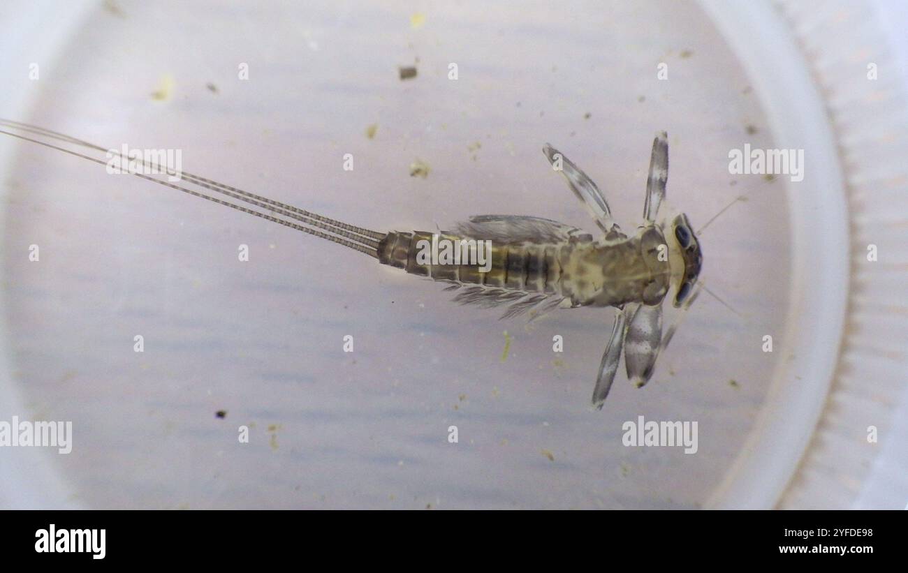 Orange Cahill (Stenacron interpunctatum Stock Photo - Alamy