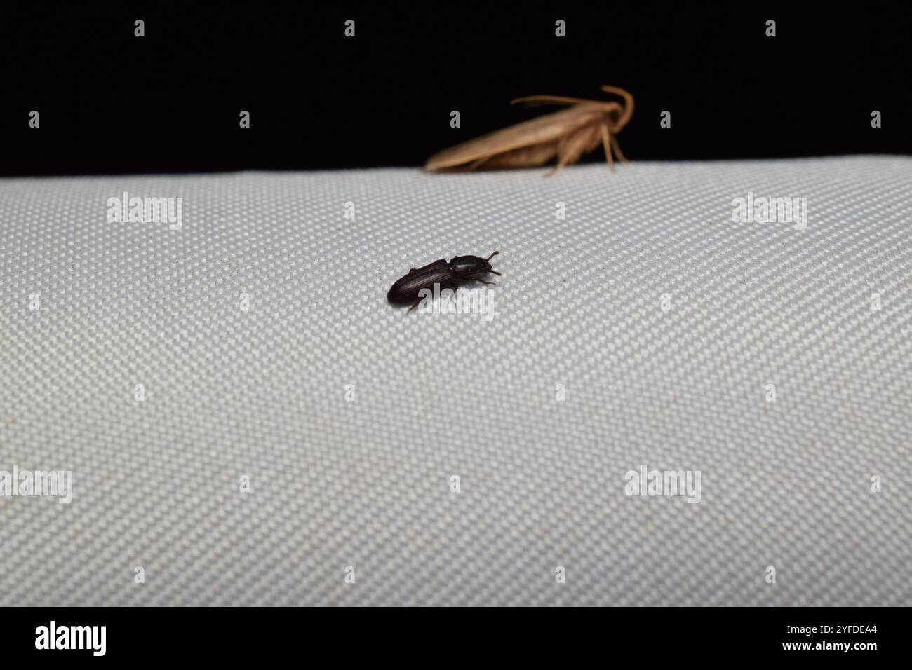 Pycnomerus hi-res stock photography and images - Alamy