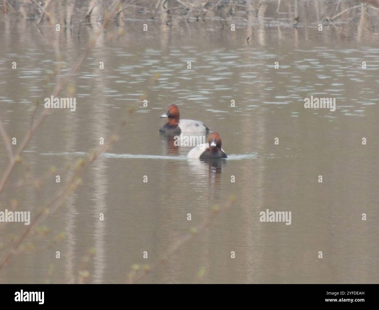 Common Pochard (Aythya ferina Stock Photo - Alamy