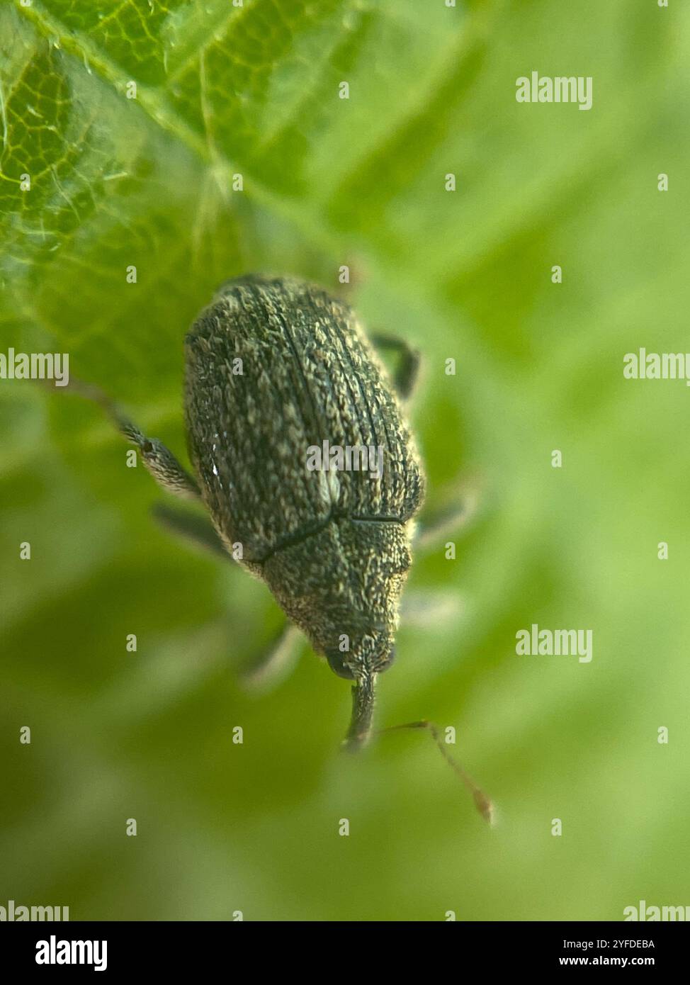 Cabbage Stem Weevil (Ceutorhynchus pallidactylus Stock Photo - Alamy