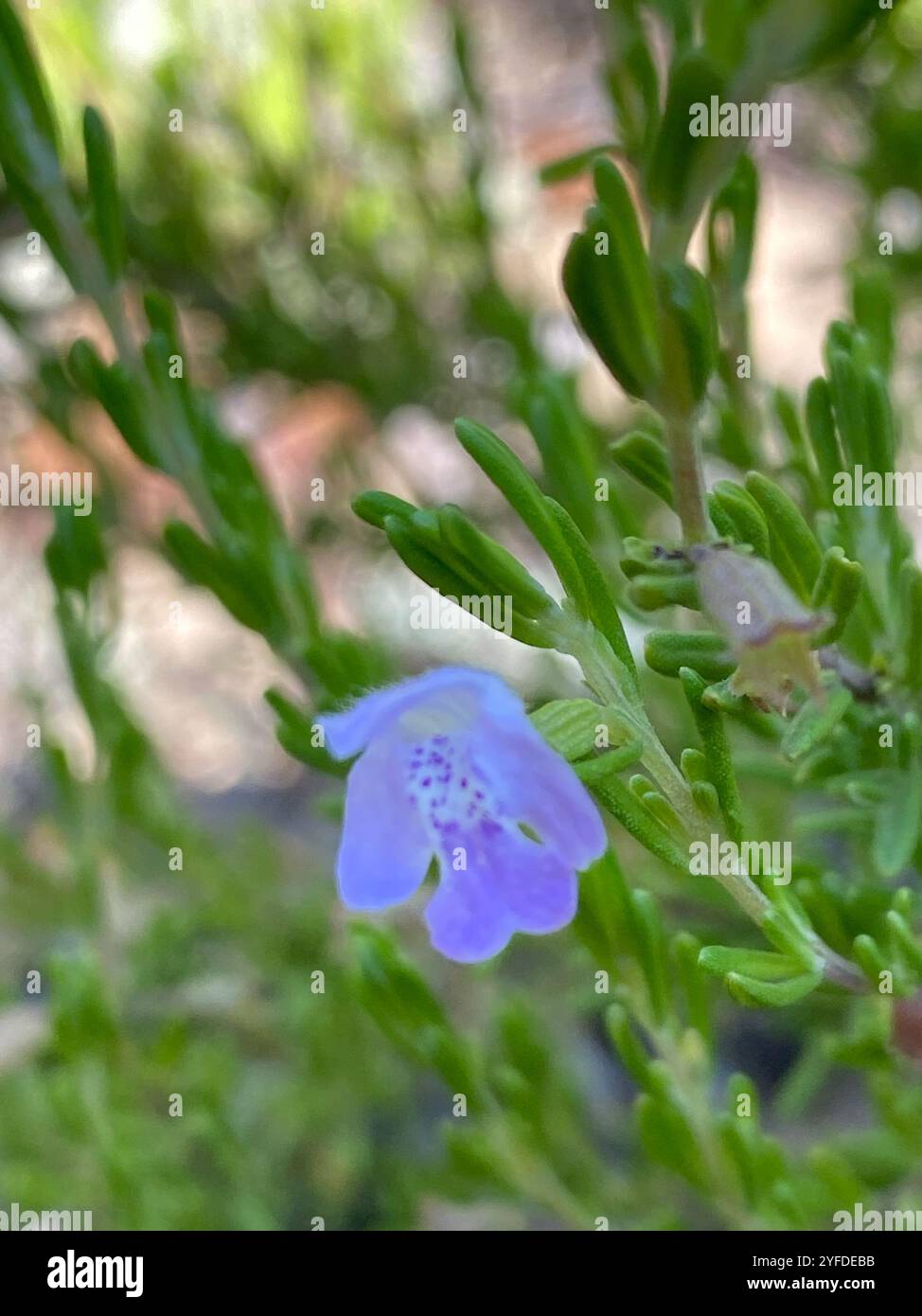 False Rosemary (Conradina canescens Stock Photo - Alamy