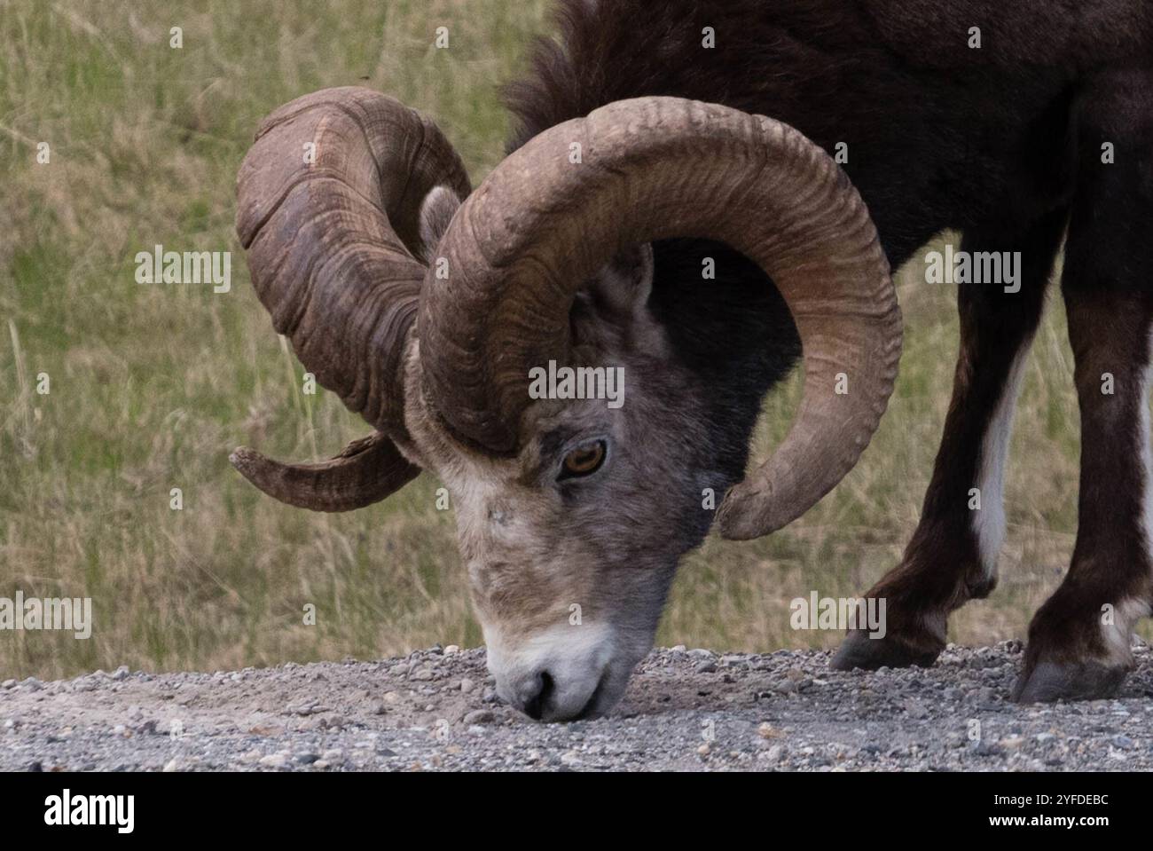 Stone's Sheep (Ovis dalli stonei Stock Photo - Alamy