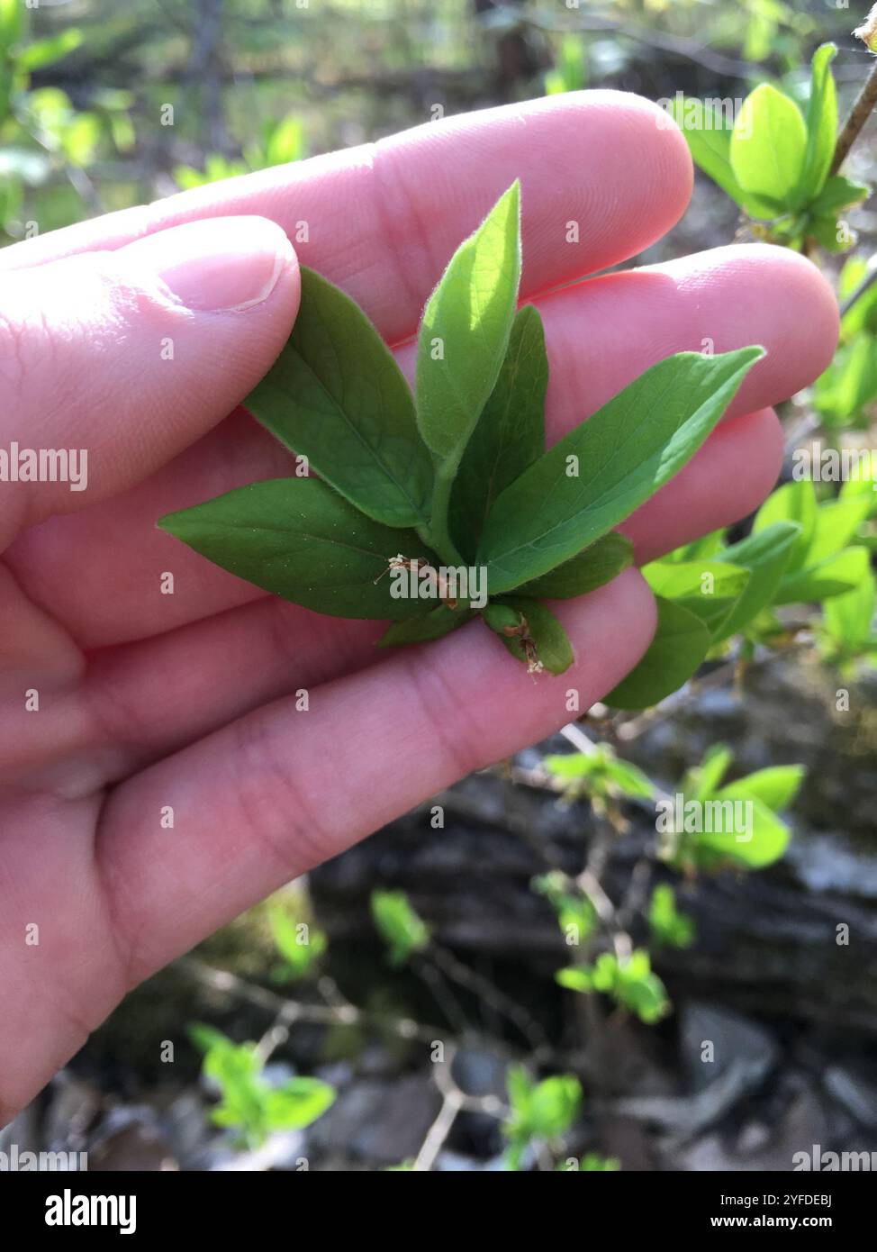 eastern leatherwood (Dirca palustris Stock Photo - Alamy