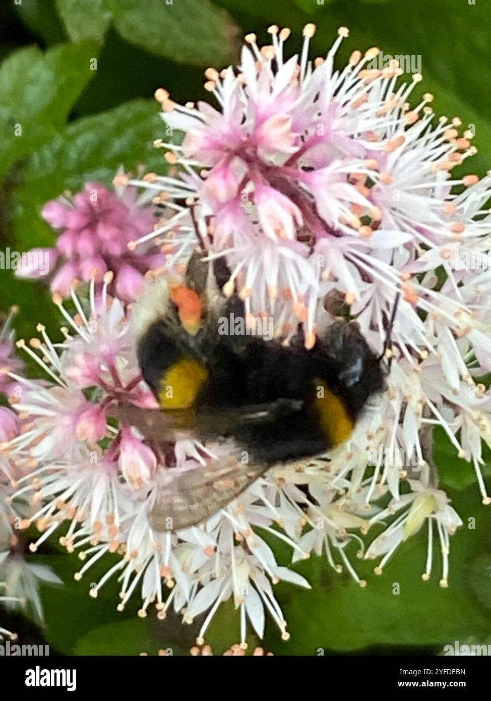 White-tailed Bumble Bee (Bombus lucorum Stock Photo - Alamy