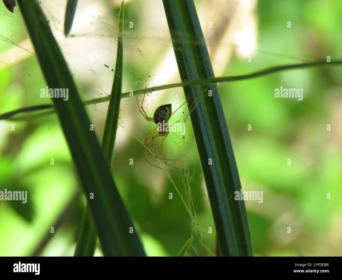 Sheetweb and Dwarf Weavers (Linyphiidae Stock Photo - Alamy