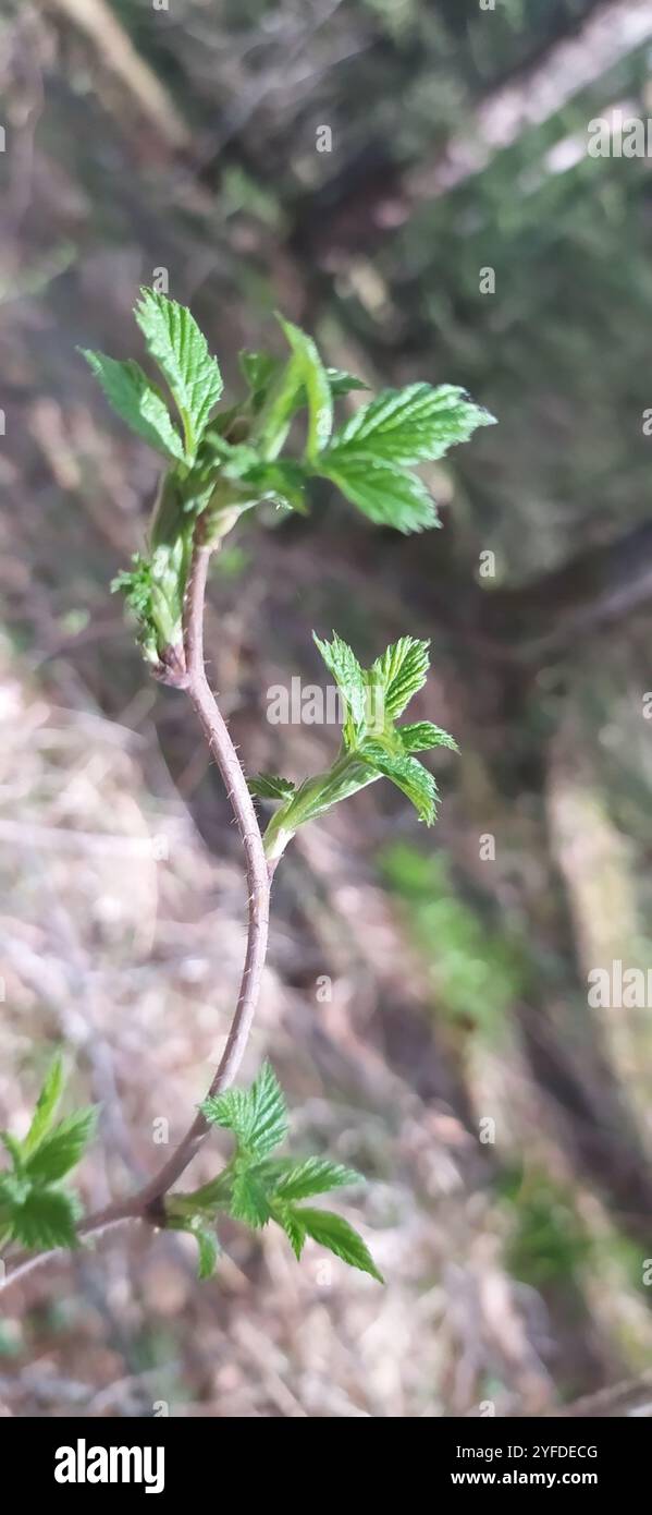 red raspberry (Rubus idaeus Stock Photo - Alamy