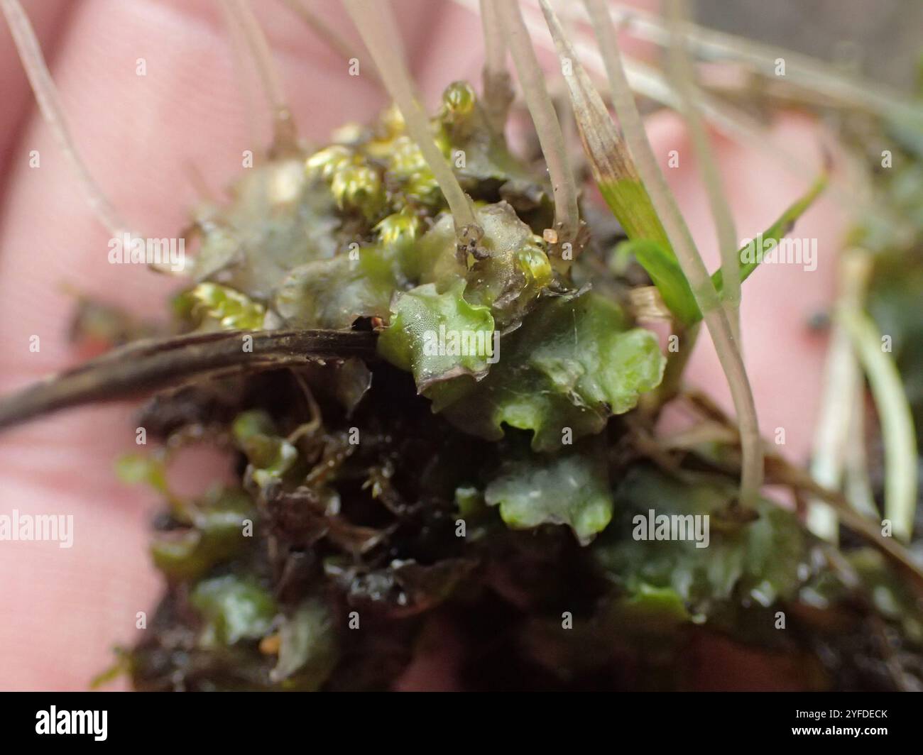 common pellia (Pellia epiphylla Stock Photo - Alamy