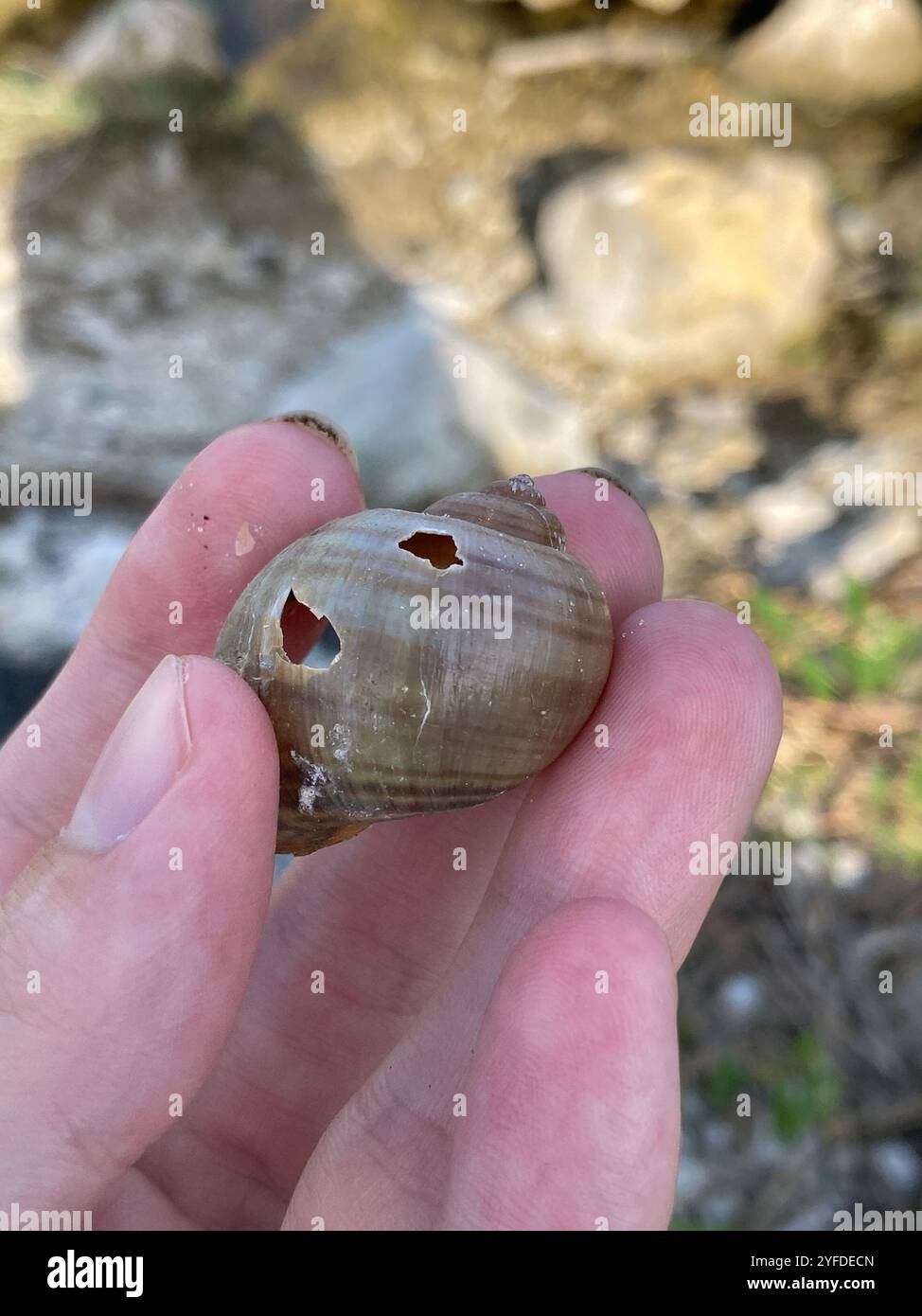 Common Apple Snails (Pomacea Stock Photo - Alamy