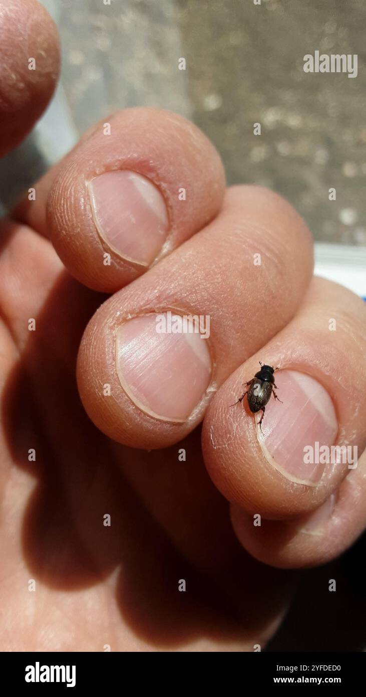 Small Dung Beetles (Aphodiinae Stock Photo - Alamy