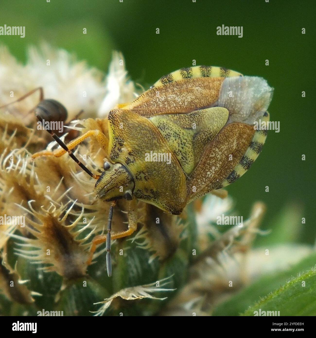 Black-shouldered Shieldbug (Carpocoris purpureipennis Stock Photo - Alamy