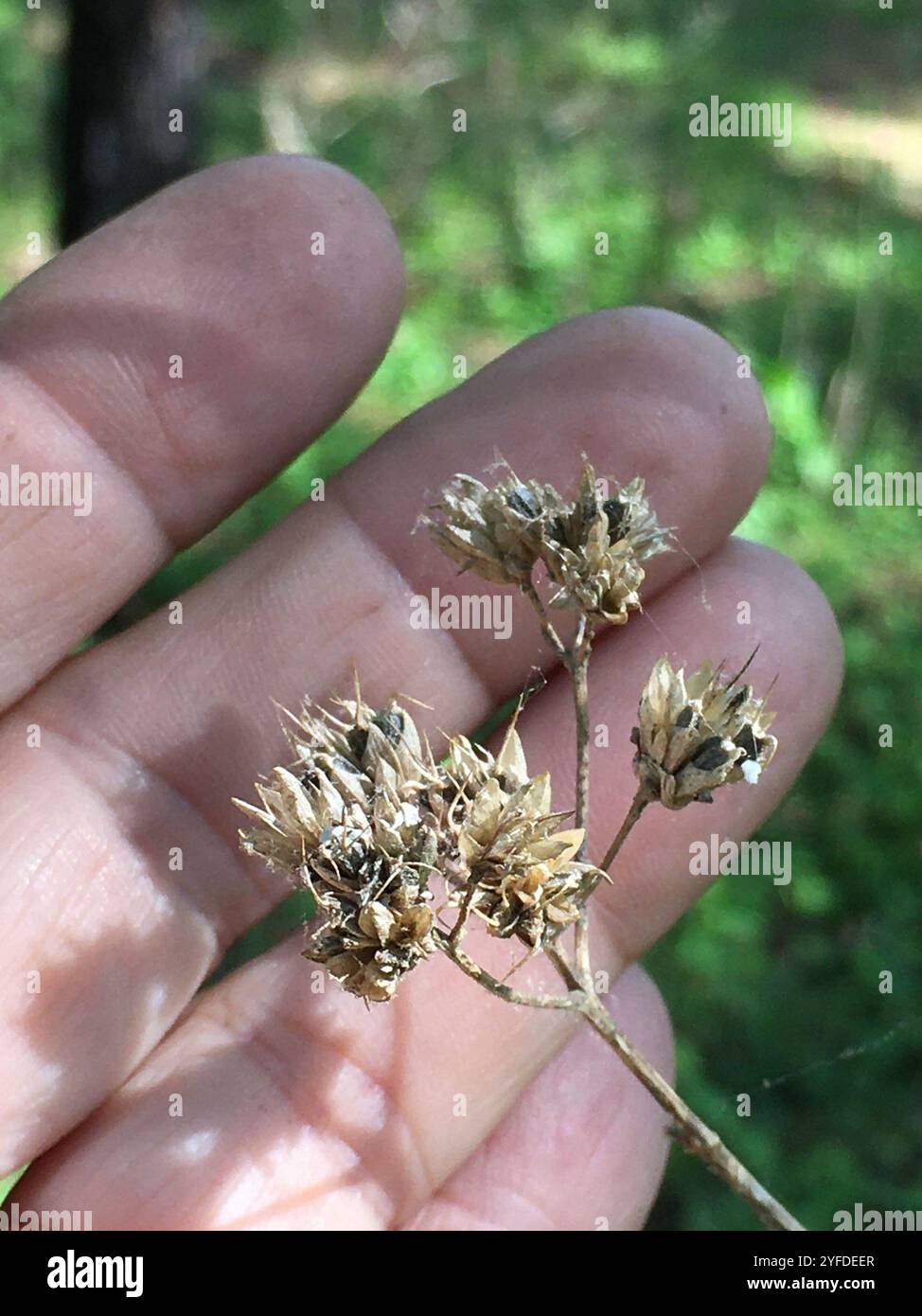 Yellow Crownbeard (Verbesina occidentalis Stock Photo - Alamy