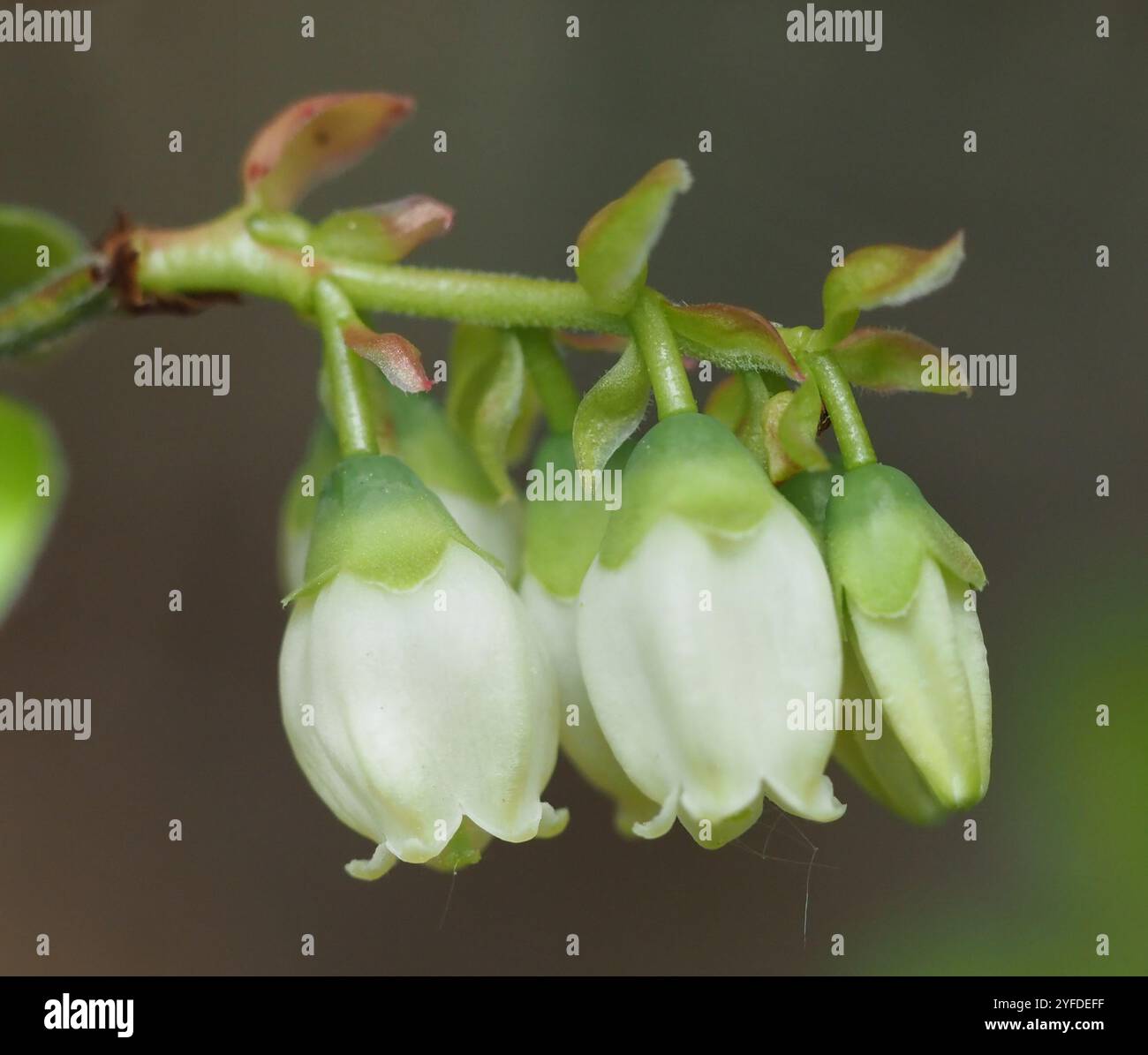 Northern highbush blueberry (Vaccinium corymbosum Stock Photo - Alamy