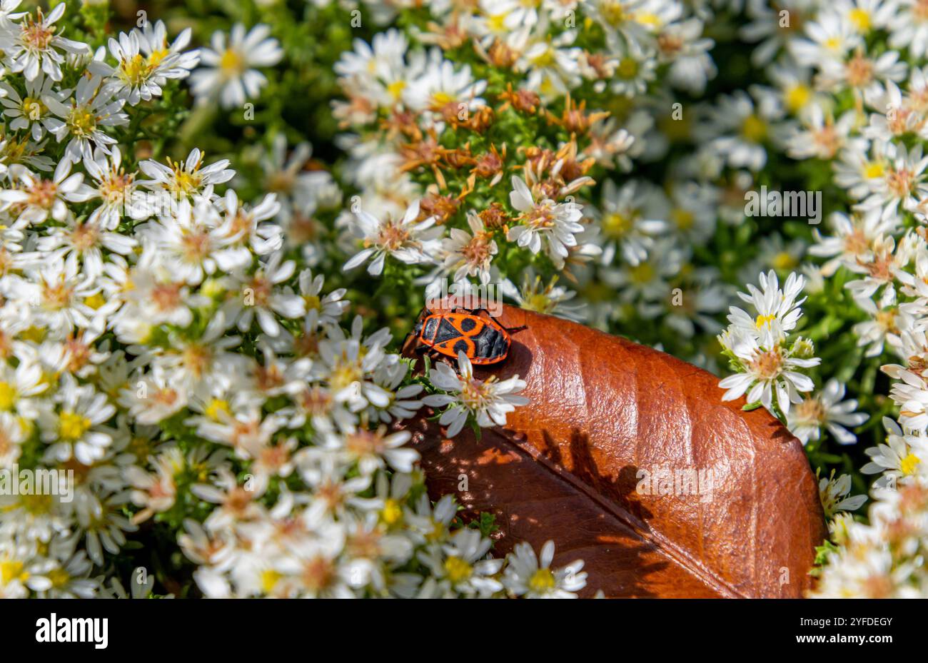 Pyrrhocoris apterus Firebug on heath aster symphyotrichum ericoides blossoms Stock Photo - Alamy