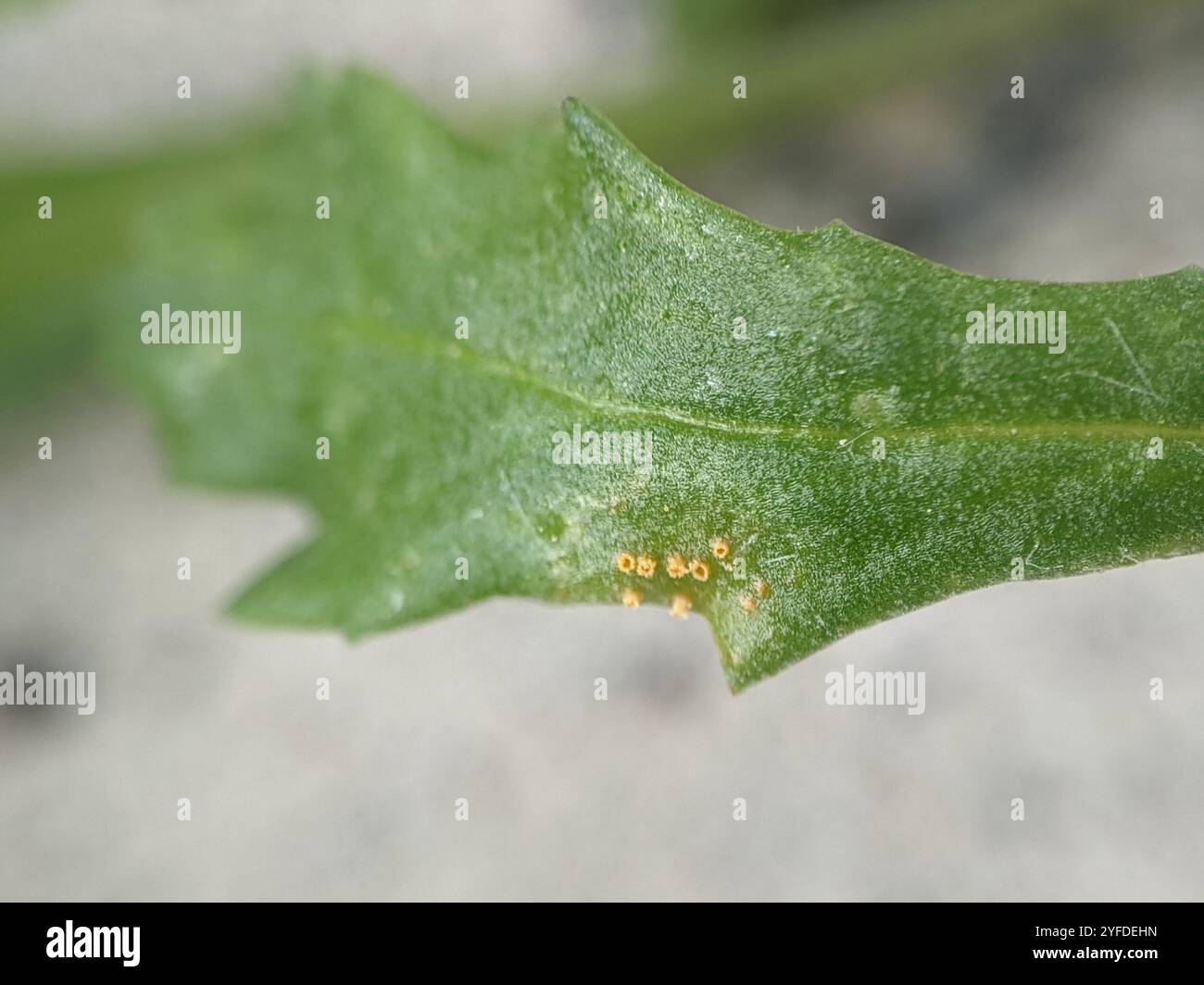 Groundsel crown rust (Puccinia lagenophorae Stock Photo - Alamy