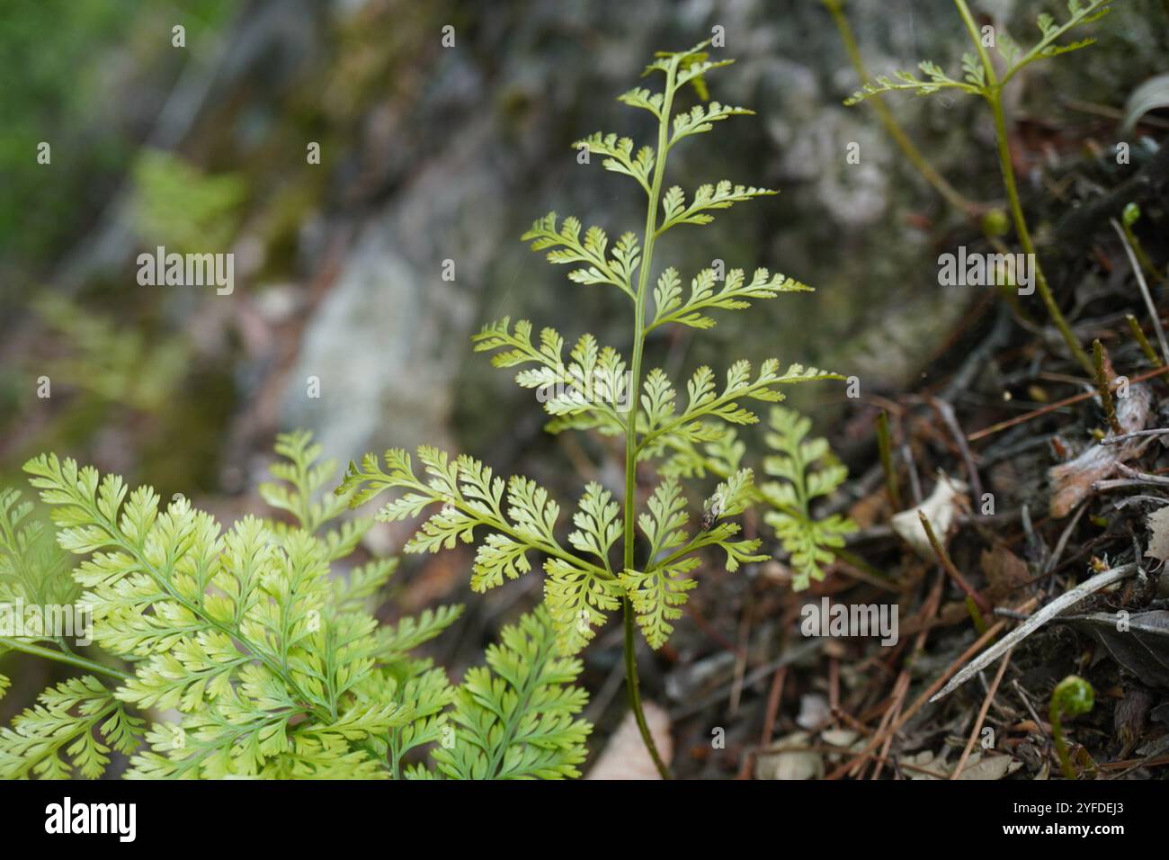 Squirrel's foot fern (Davallia mariesii Stock Photo - Alamy