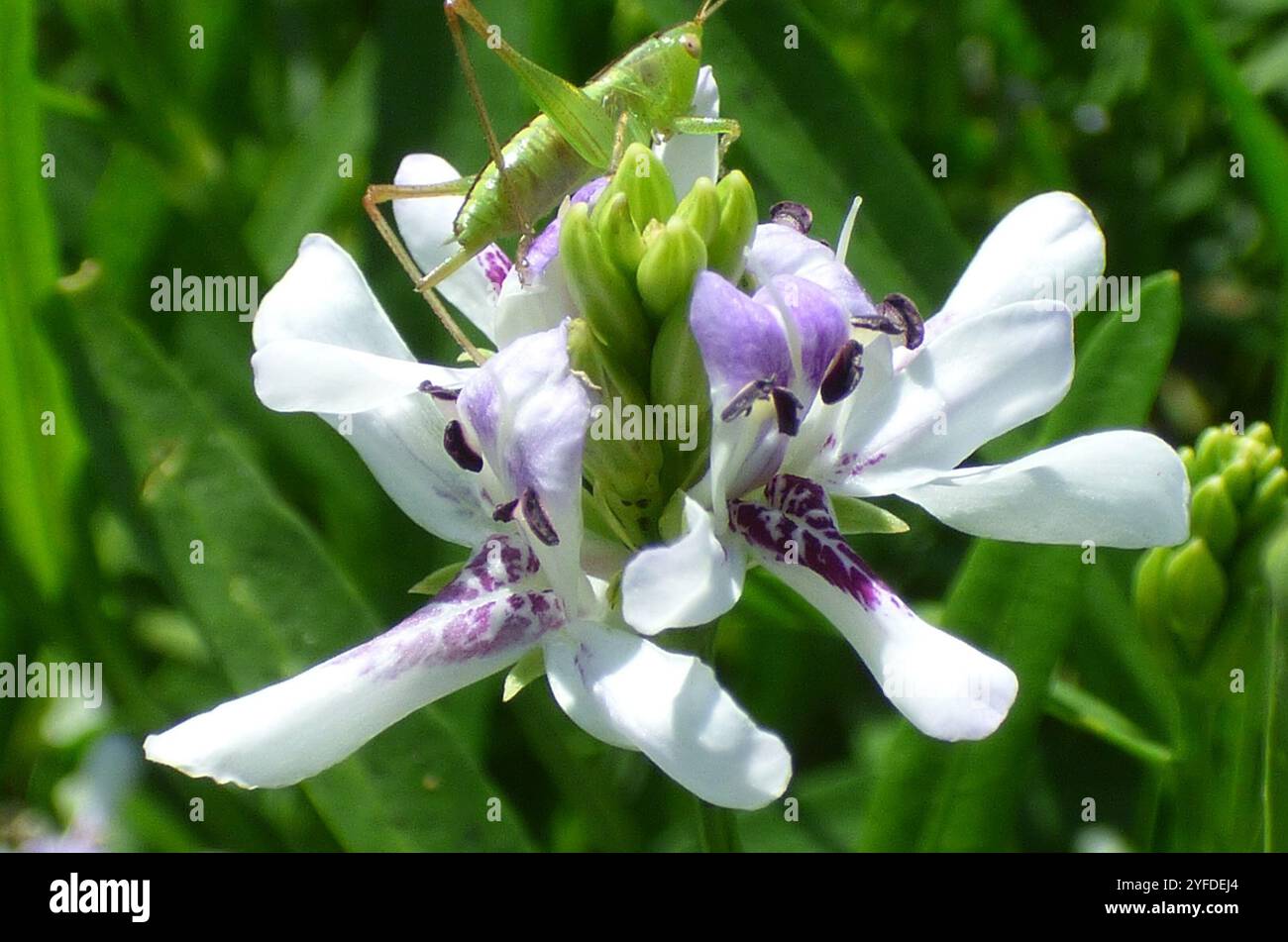 American water-willow (Justicia americana Stock Photo - Alamy