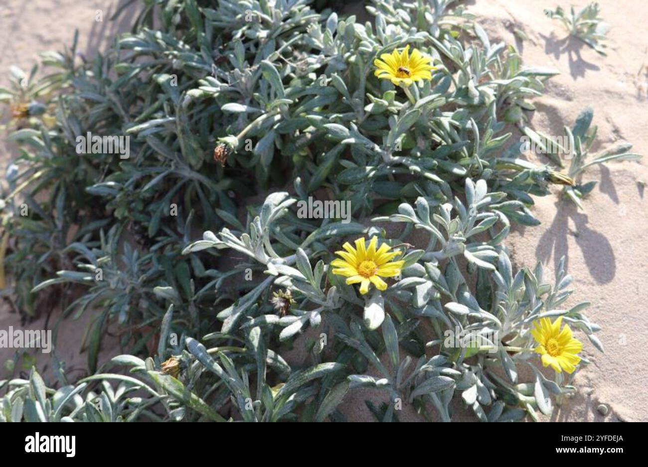 Greyleaf Trailing Gazania (Gazania rigens leucolaena Stock Photo - Alamy