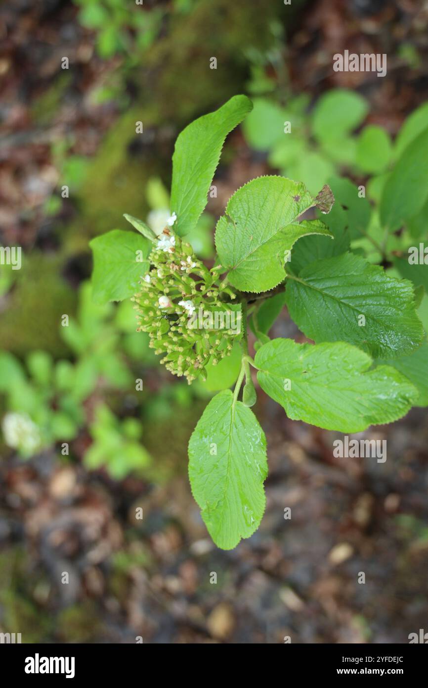 Wayfaring-tree (Viburnum lantana Stock Photo - Alamy