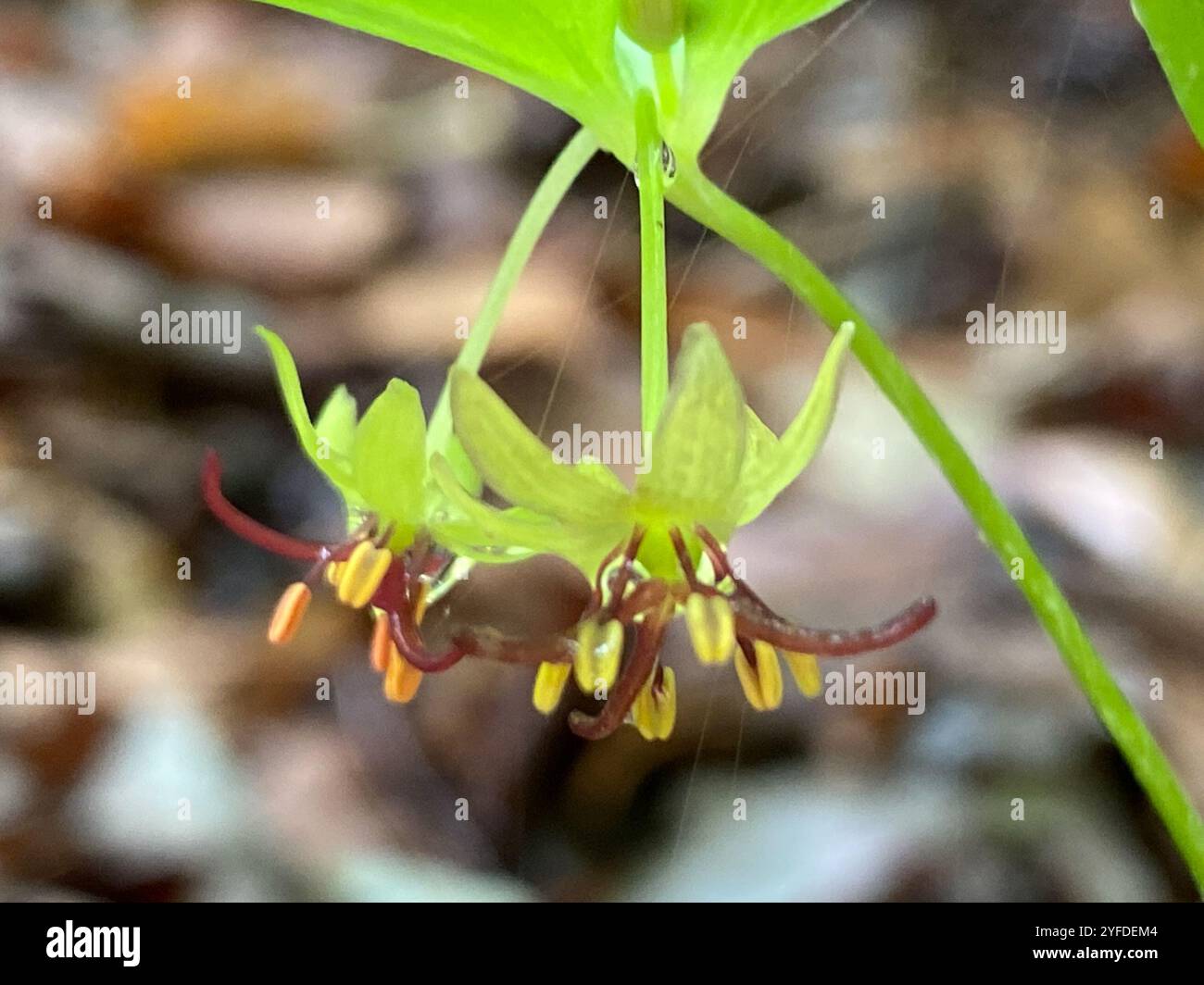 Cucumber Root (Medeola virginiana Stock Photo - Alamy