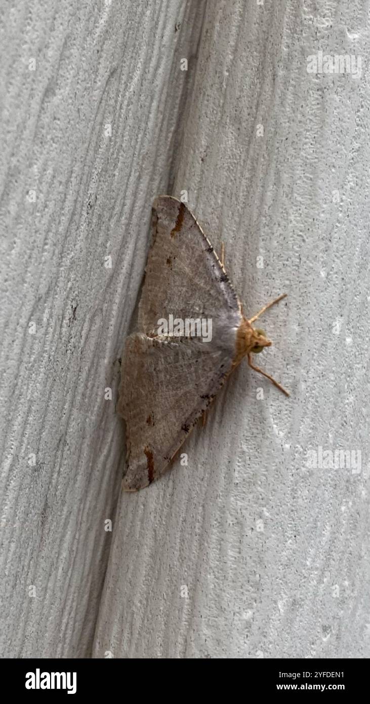 Red-headed Inchworm Moth (Macaria bisignata Stock Photo - Alamy