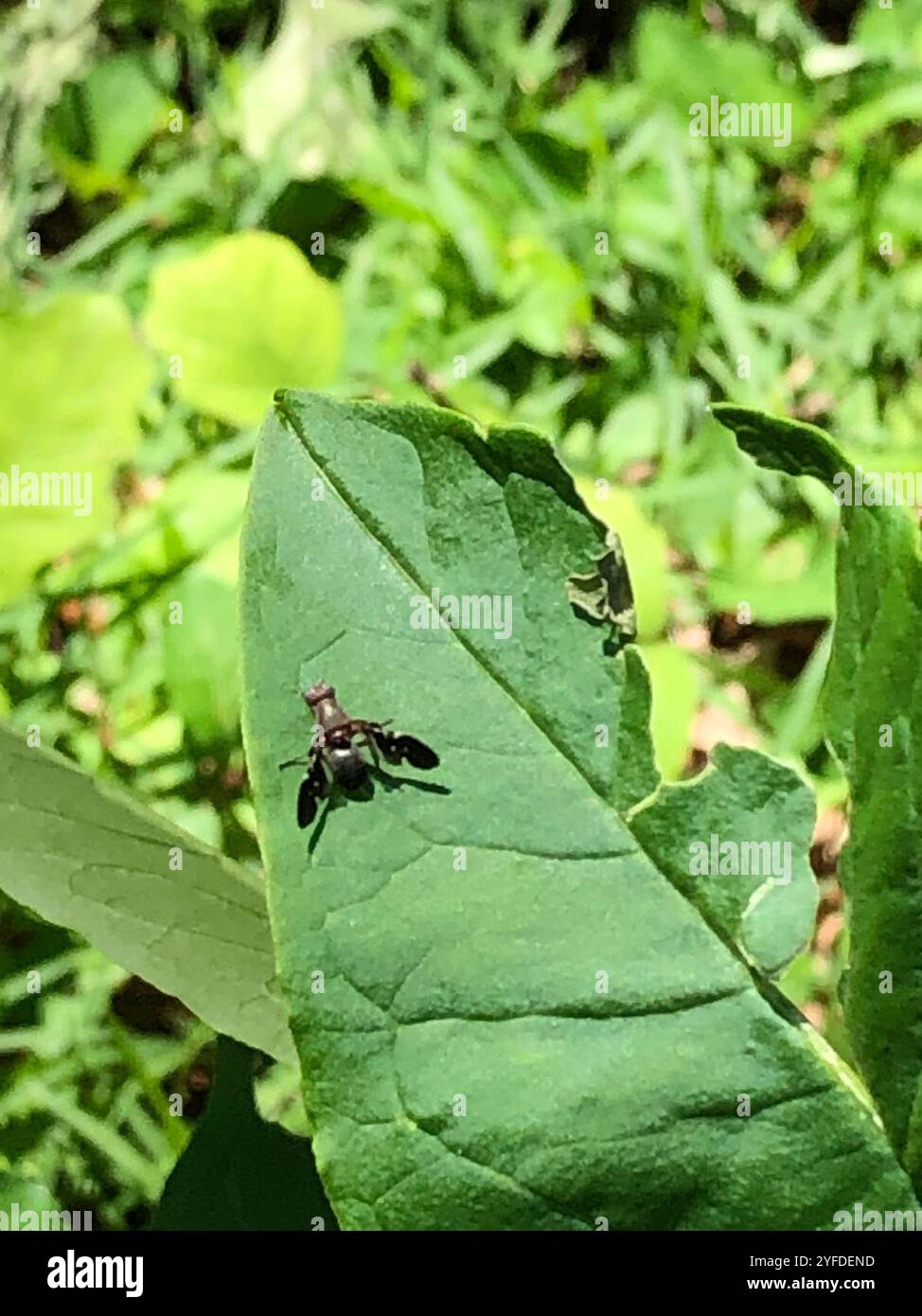 Common Picture-winged Fly (Delphinia picta Stock Photo - Alamy