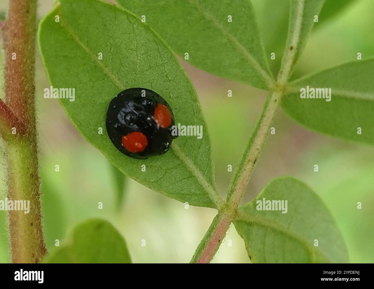 Cactus Lady Beetle (Chilocorus cacti Stock Photo - Alamy