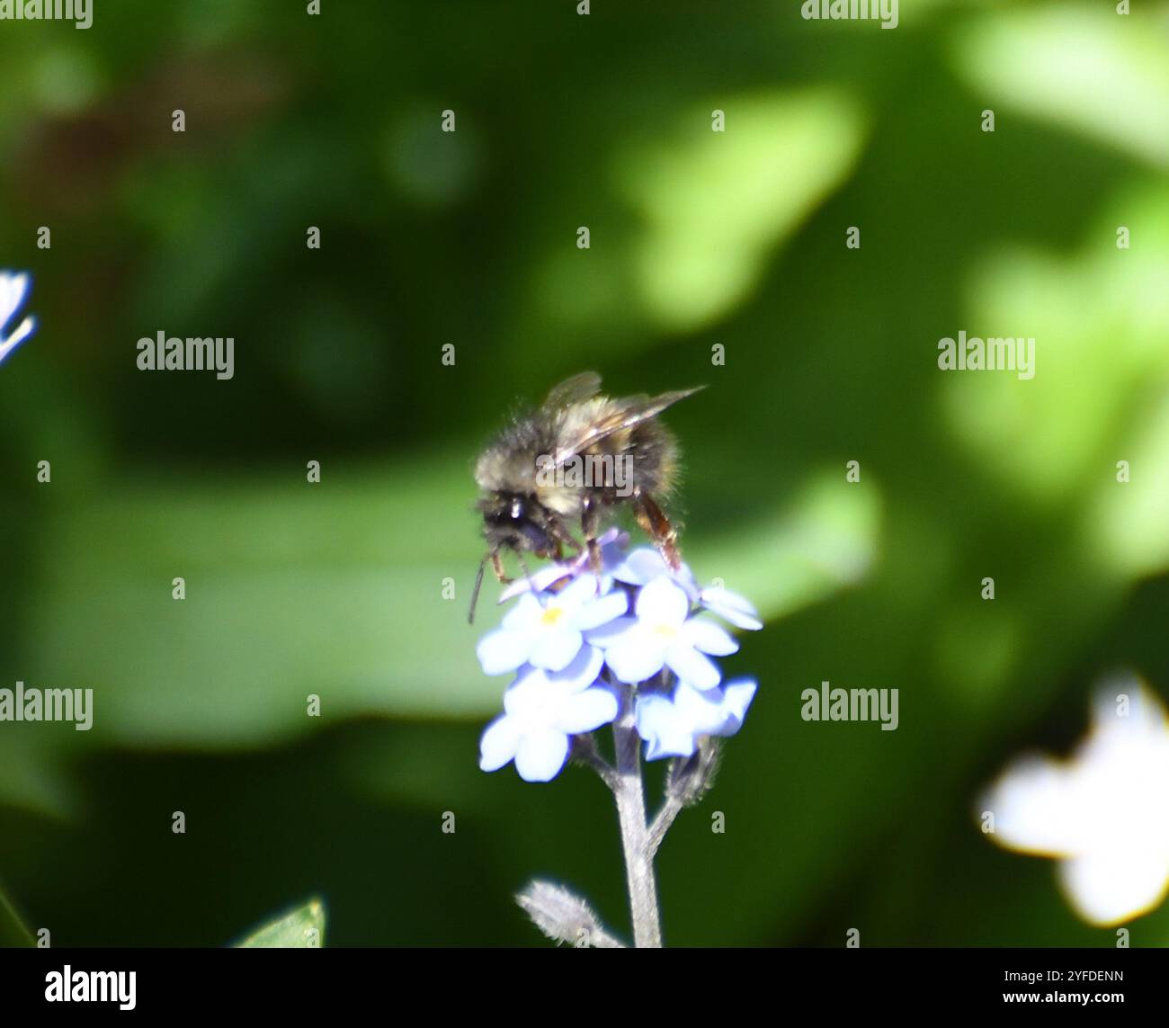 Sitka Bumble Bee (Bombus sitkensis Stock Photo - Alamy