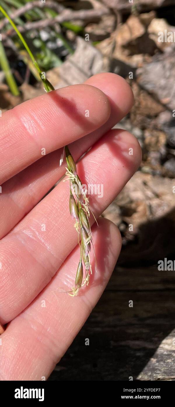 Oryzopsis asperifolia hi-res stock photography and images - Alamy