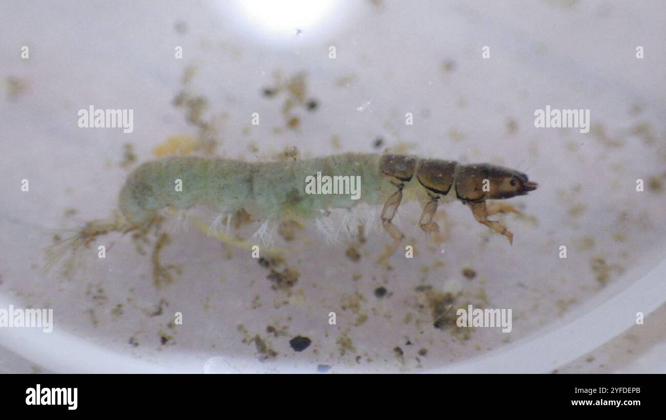 Little Sister Sedges (Cheumatopsyche Stock Photo - Alamy