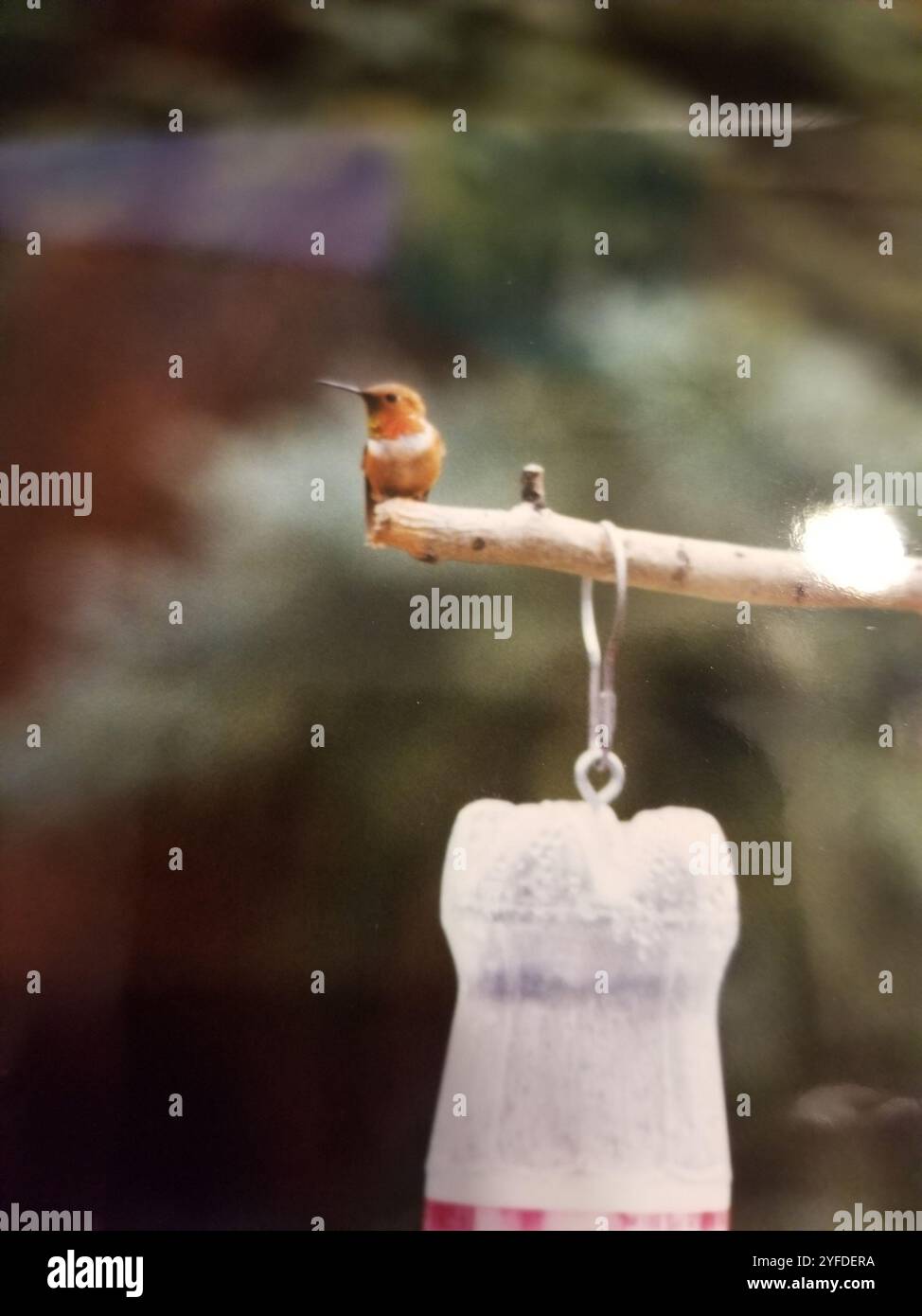 Rufous Hummingbird (Selasphorus rufus Stock Photo - Alamy