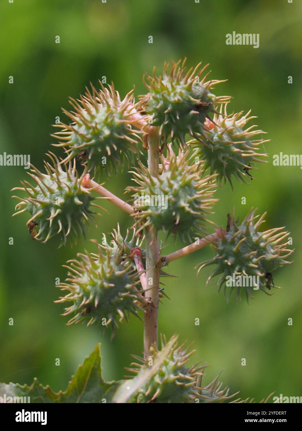 castor bean (Ricinus communis Stock Photo - Alamy