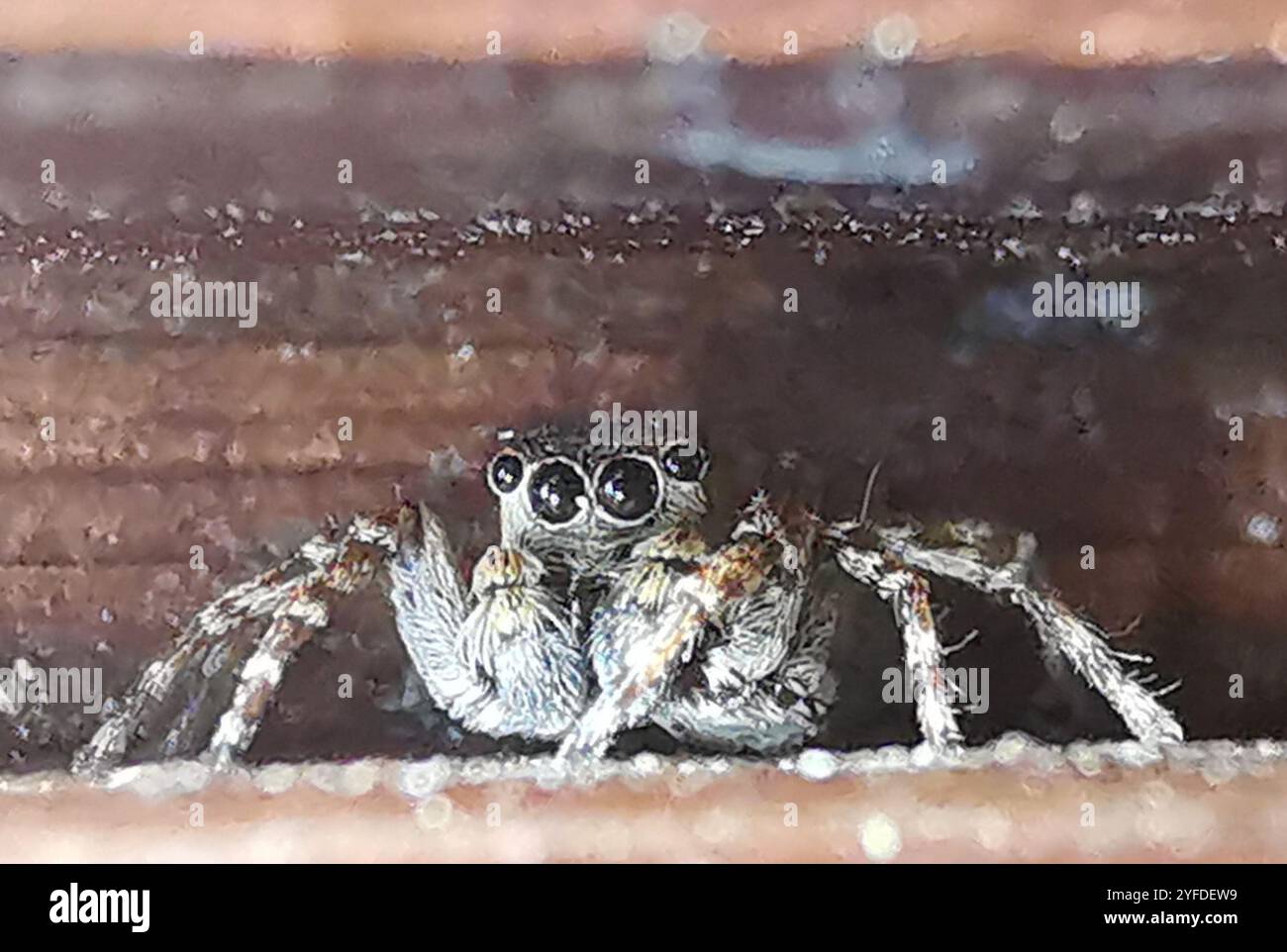 Attulus pubescens hi-res stock photography and images - Alamy