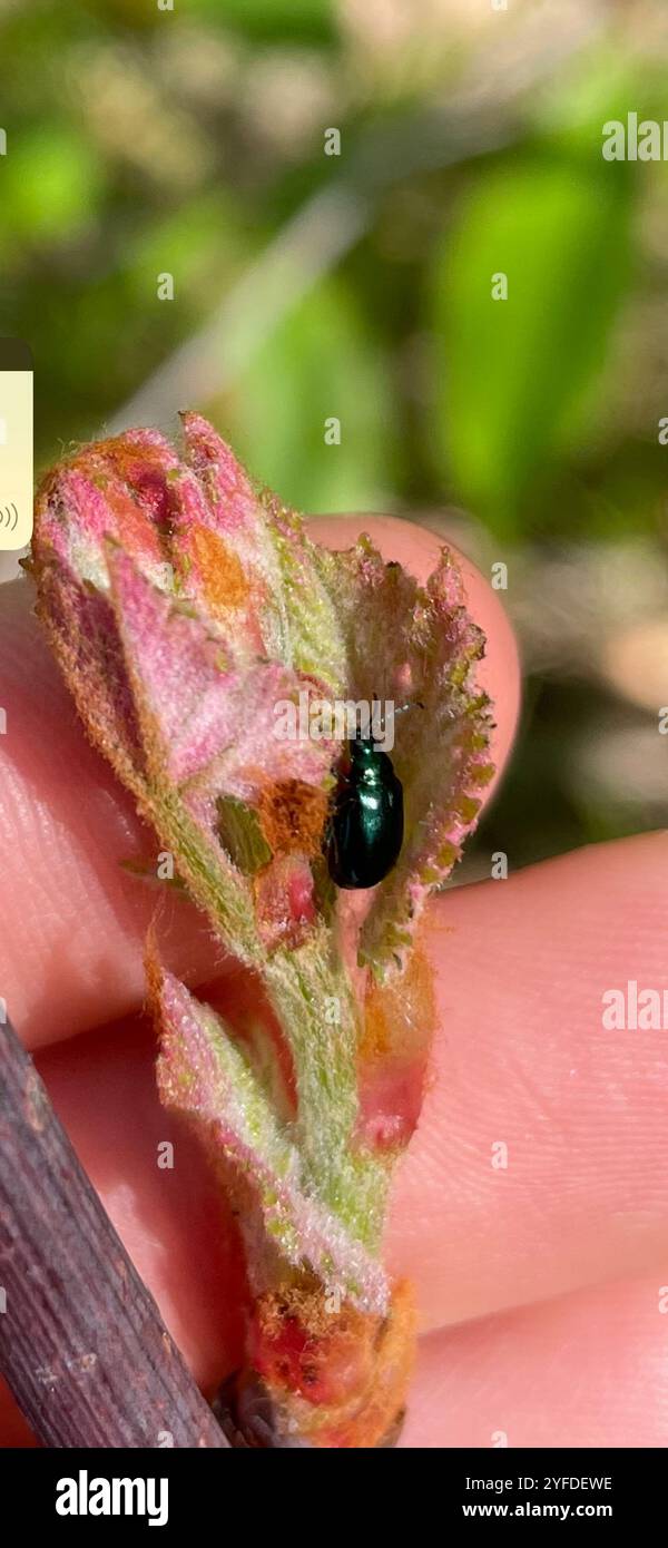 Willow Leaf Beetle (Plagiodera versicolora Stock Photo - Alamy