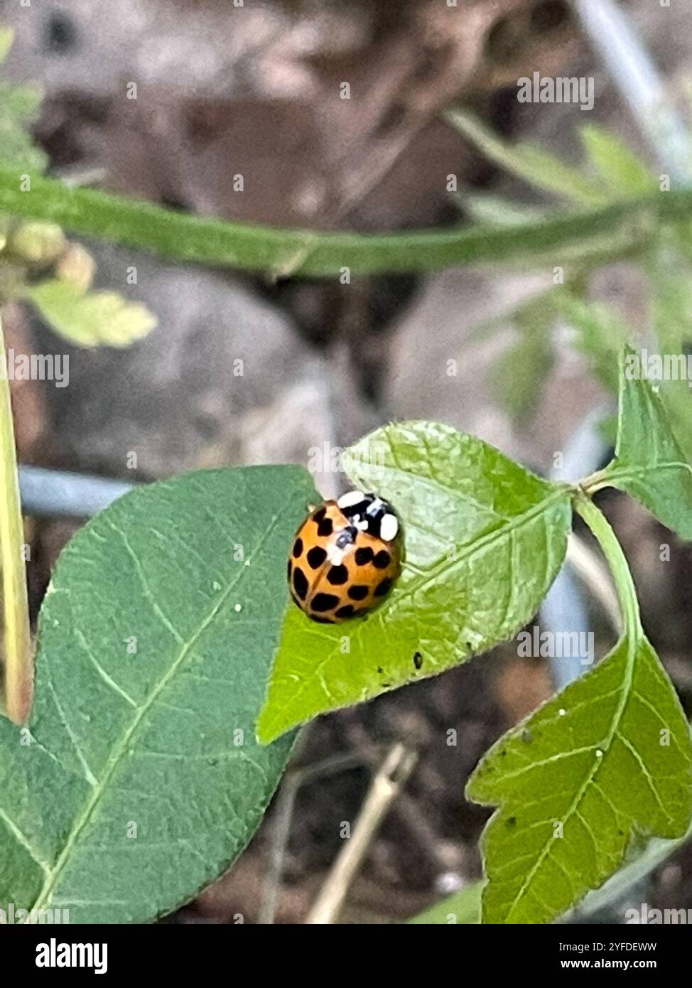 Asian Lady Beetle (Harmonia axyridis Stock Photo - Alamy