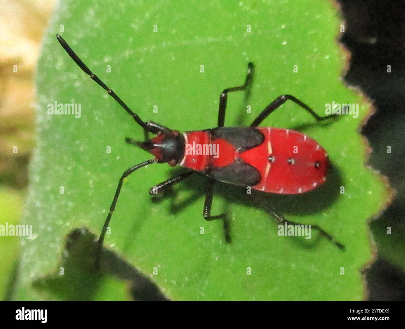 Dysdercus nigrofasciatus hi-res stock photography and images - Alamy
