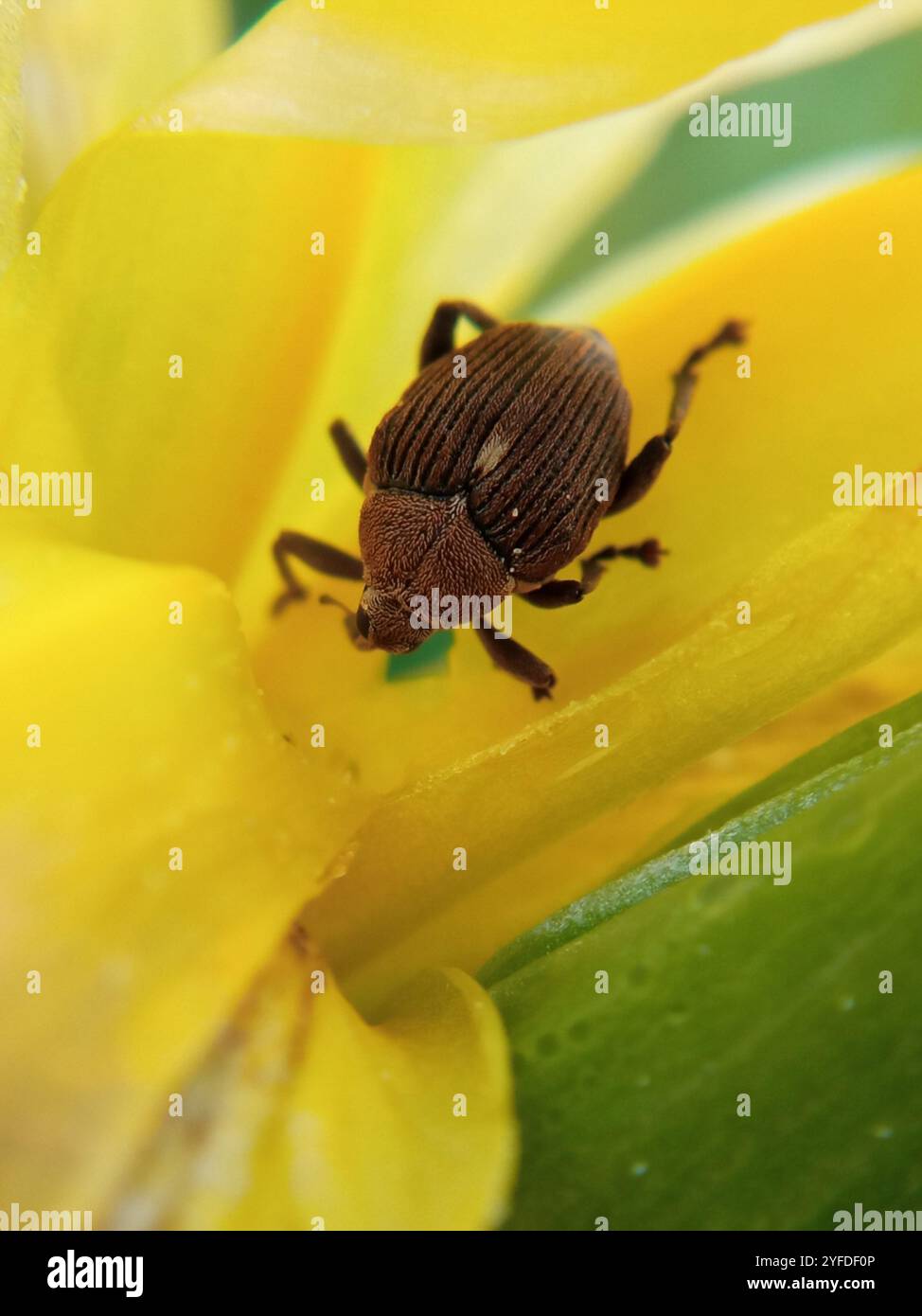 Iris weevil (Mononychus punctumalbum Stock Photo - Alamy